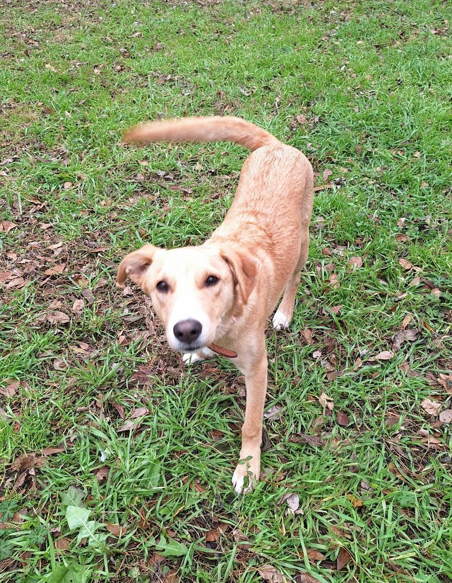 Dog for adoption - Yanick SL13474-T, a Collie & Labrador Retriever Mix ...