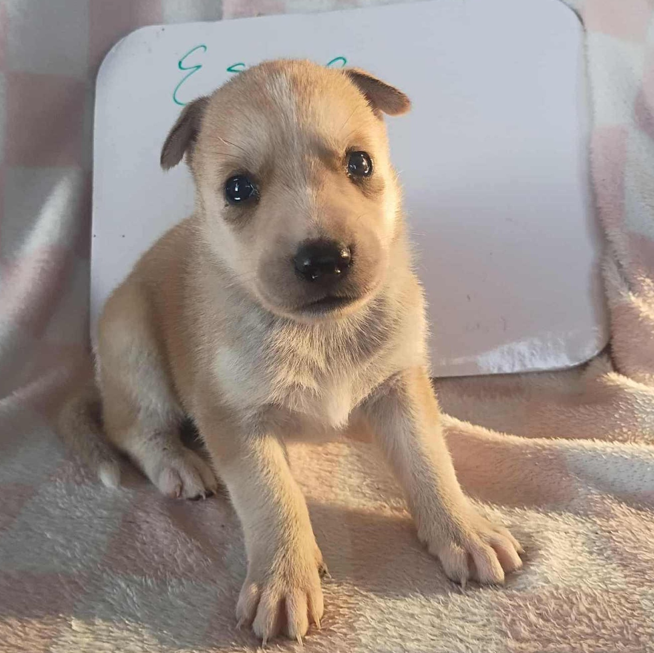 Dog for adoption - ESME GS, a German Shepherd Dog Mix in Allen, TX | Petfinder