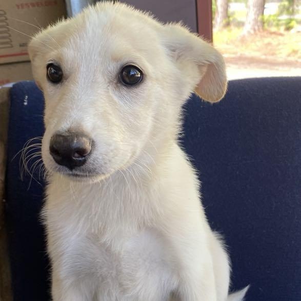 Dog for adoption - Lacy, a German Shepherd Dog Mix in Chesapeake, VA ...