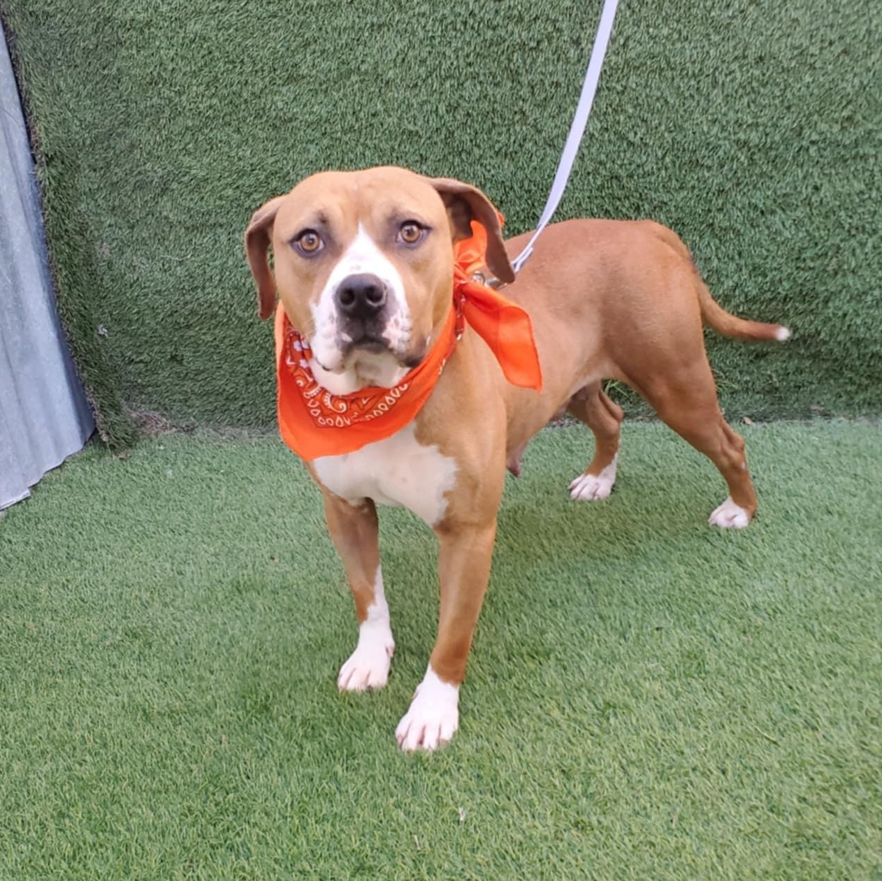 Dog for adoption - Mazi, a Black Mouth Cur Mix in Durango, CO | Petfinder