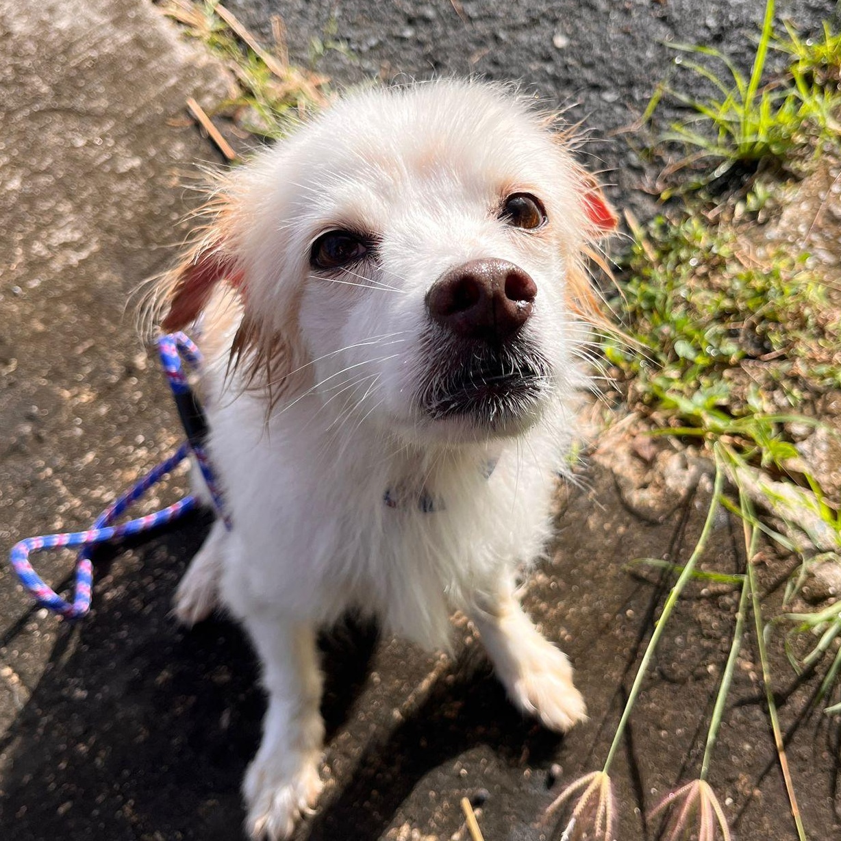 Dog for adoption - Chance, a Mixed Breed in Albany, NY | Petfinder