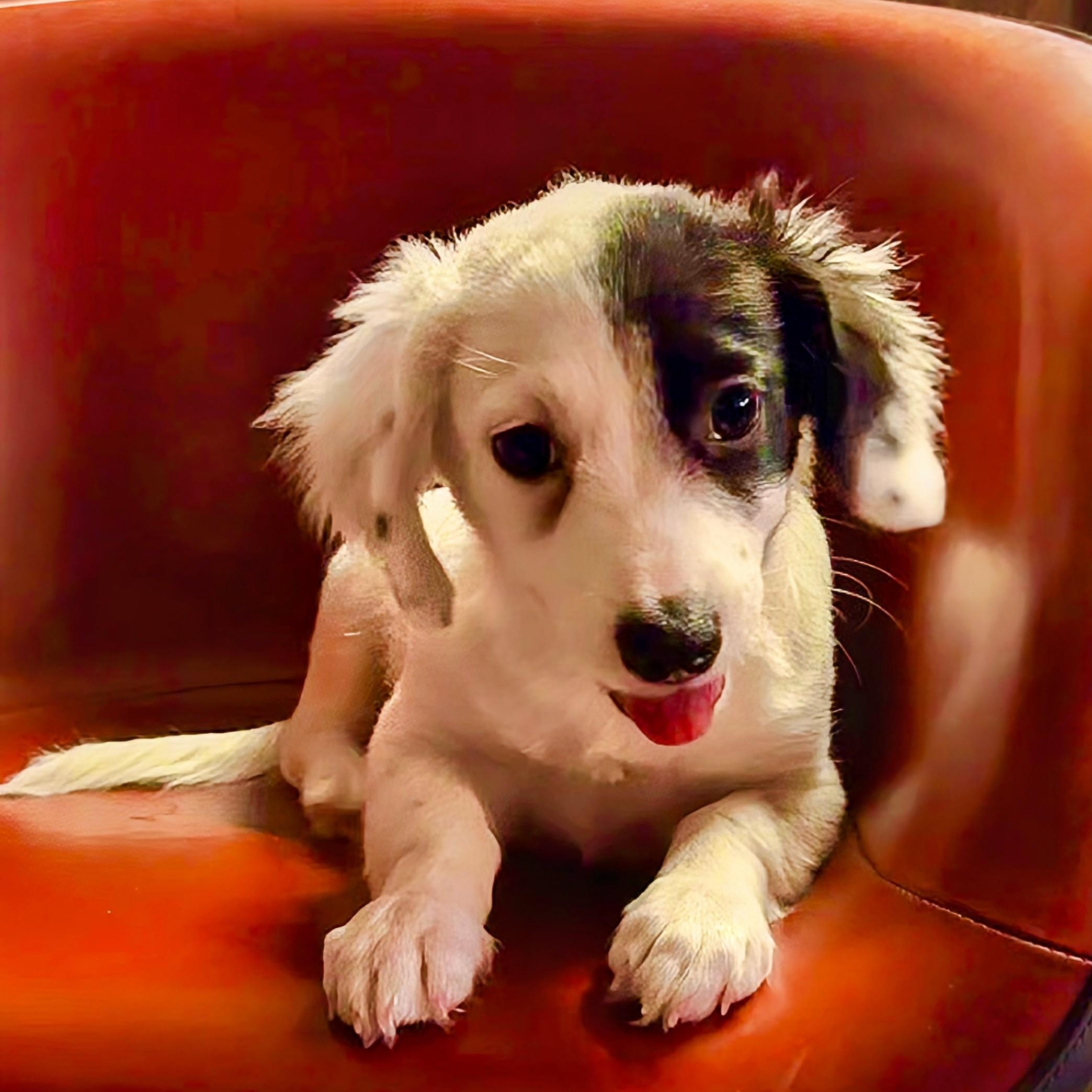 Dog for adoption - Snoopy, a Spaniel & Terrier Mix in Rochester , NY ...