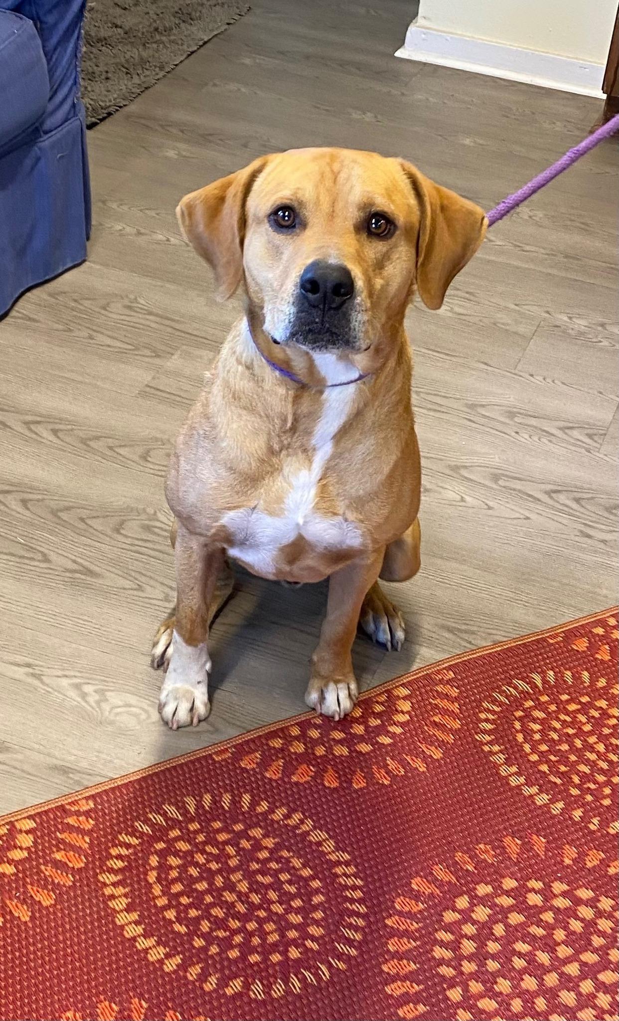 Dog for adoption - Dusty, a Labrador Retriever Mix in Eastpoint, FL ...