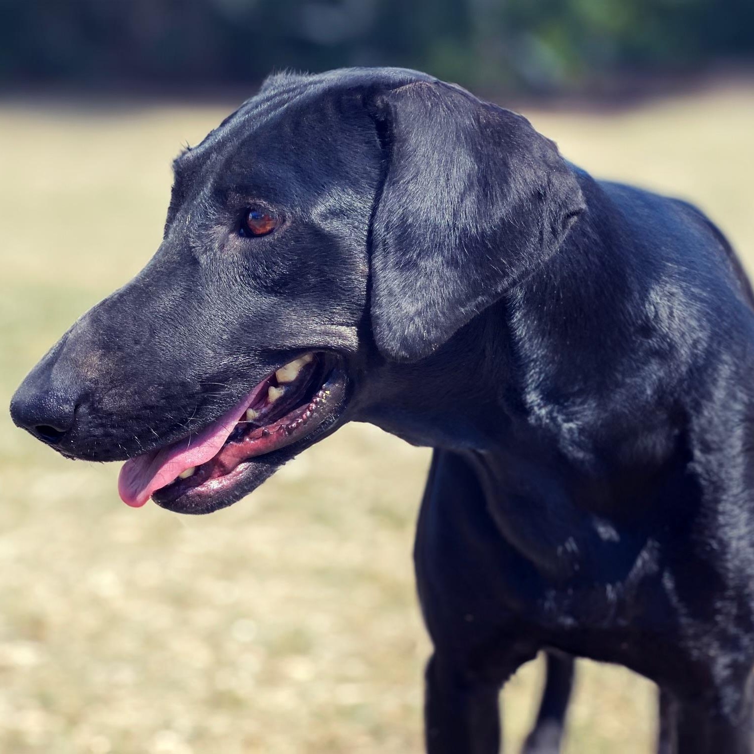 Dog for adoption - Juniper, a Labrador Retriever in Scranton, PA ...