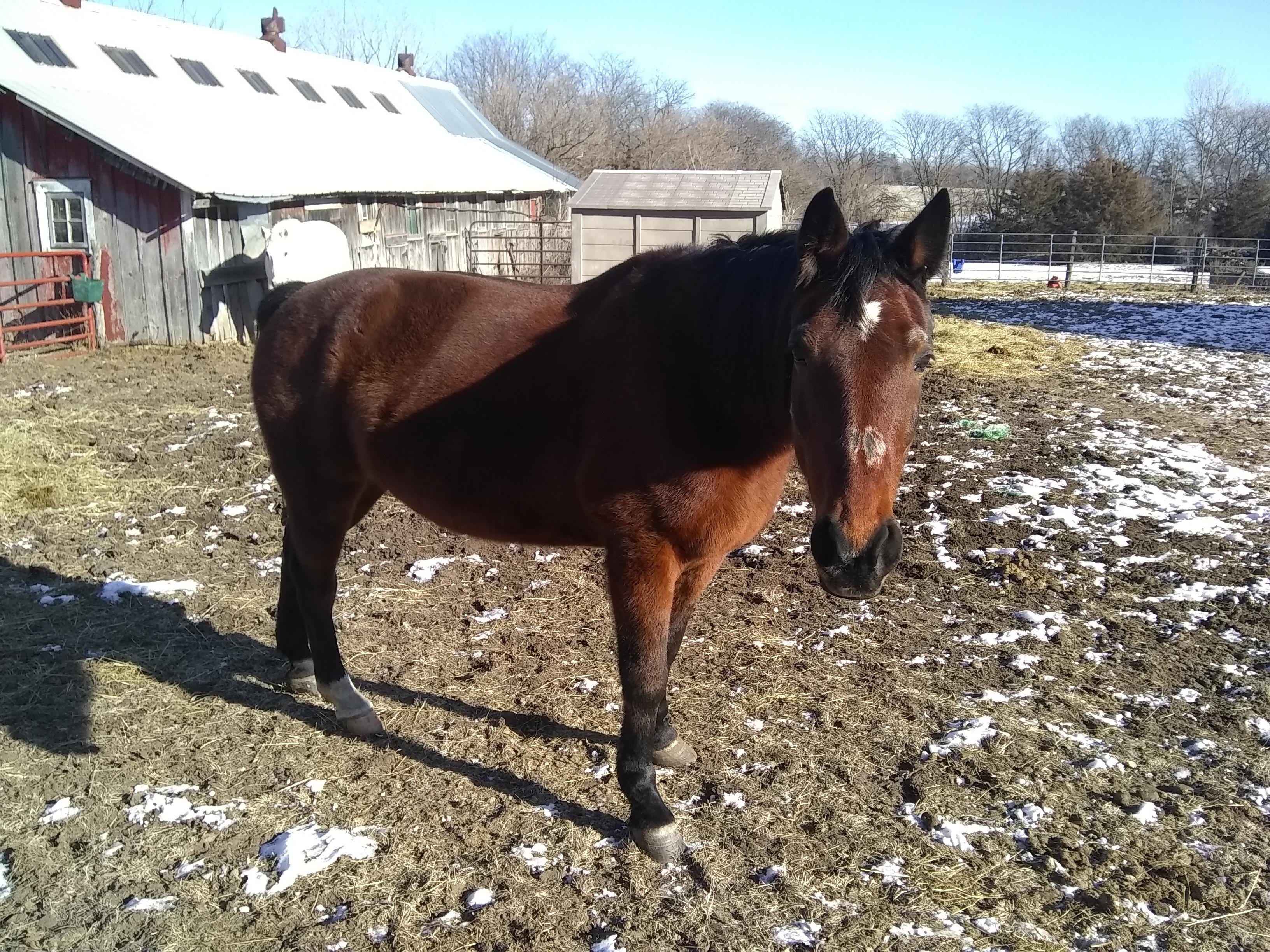 Horse for adoption - Sam, a Standardbred in Cedar Rapids, IA | Petfinder