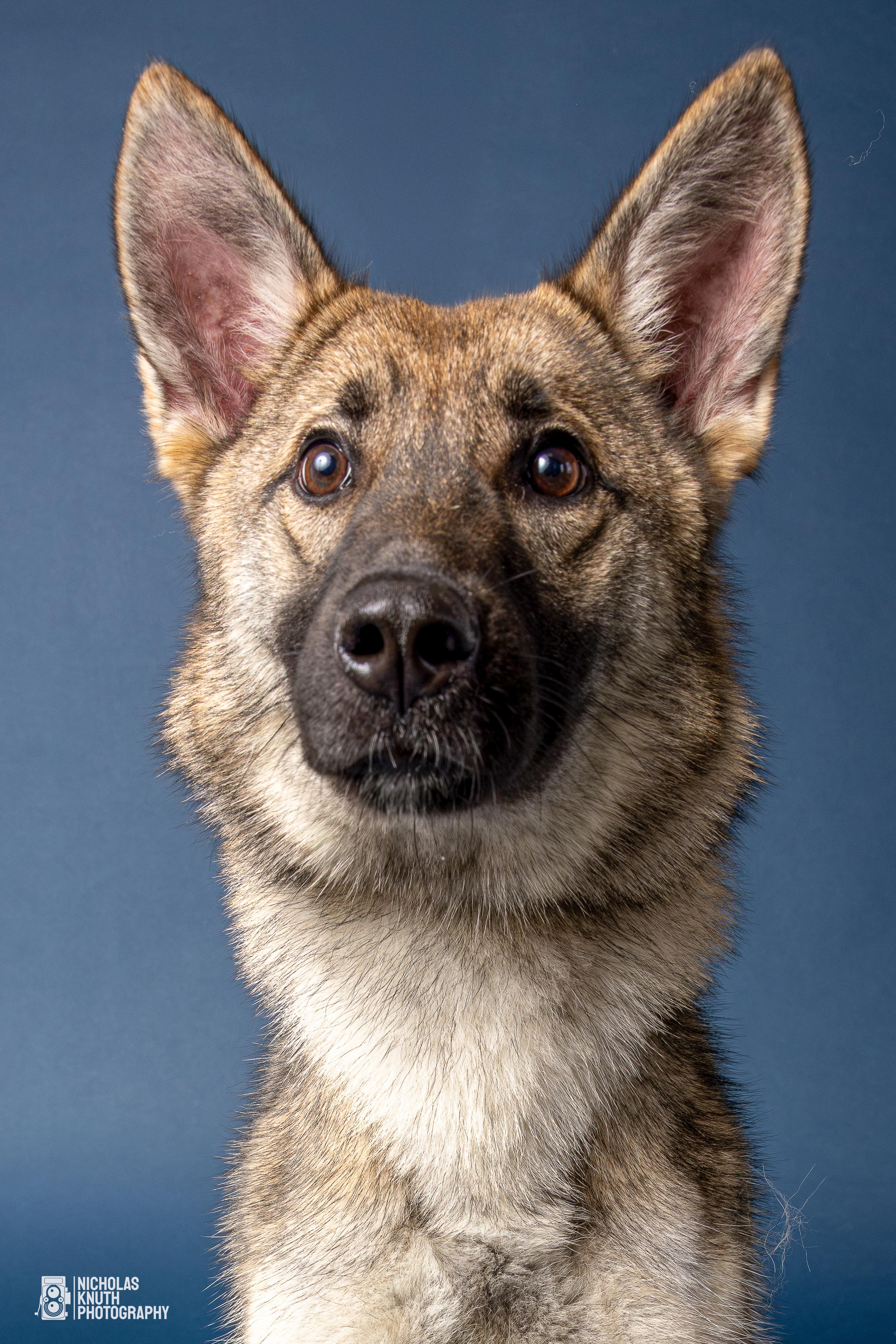 Dog for adoption - Nikia, a German Shepherd Dog in Palatine, IL | Petfinder