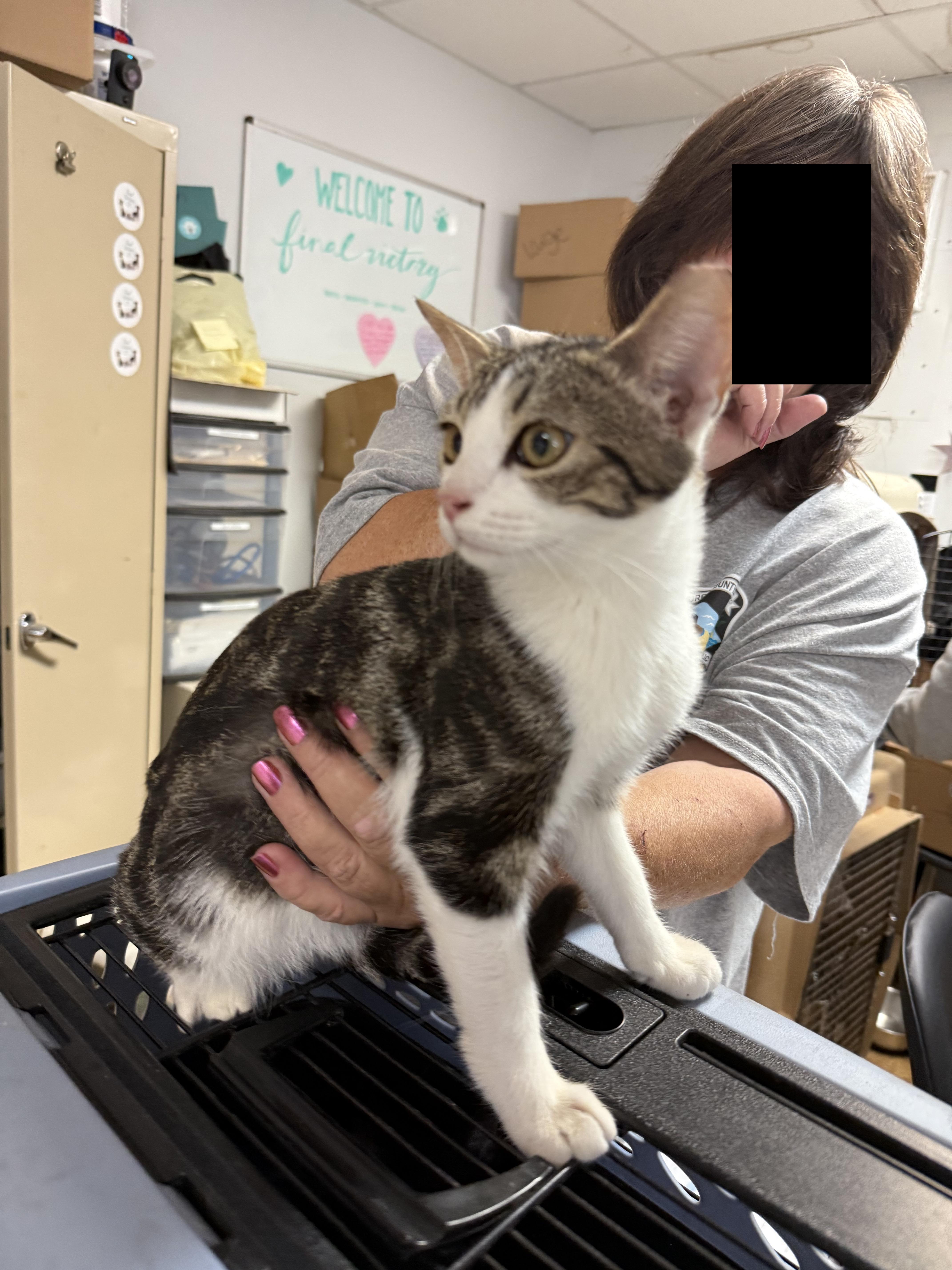 Cat for adoption - Finn, a Tabby & Domestic Short Hair Mix in New York ...