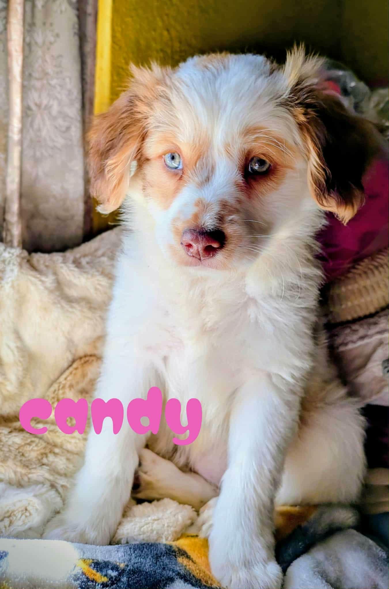 Candy - Adoptable Pet | Petfinder | Petfinder