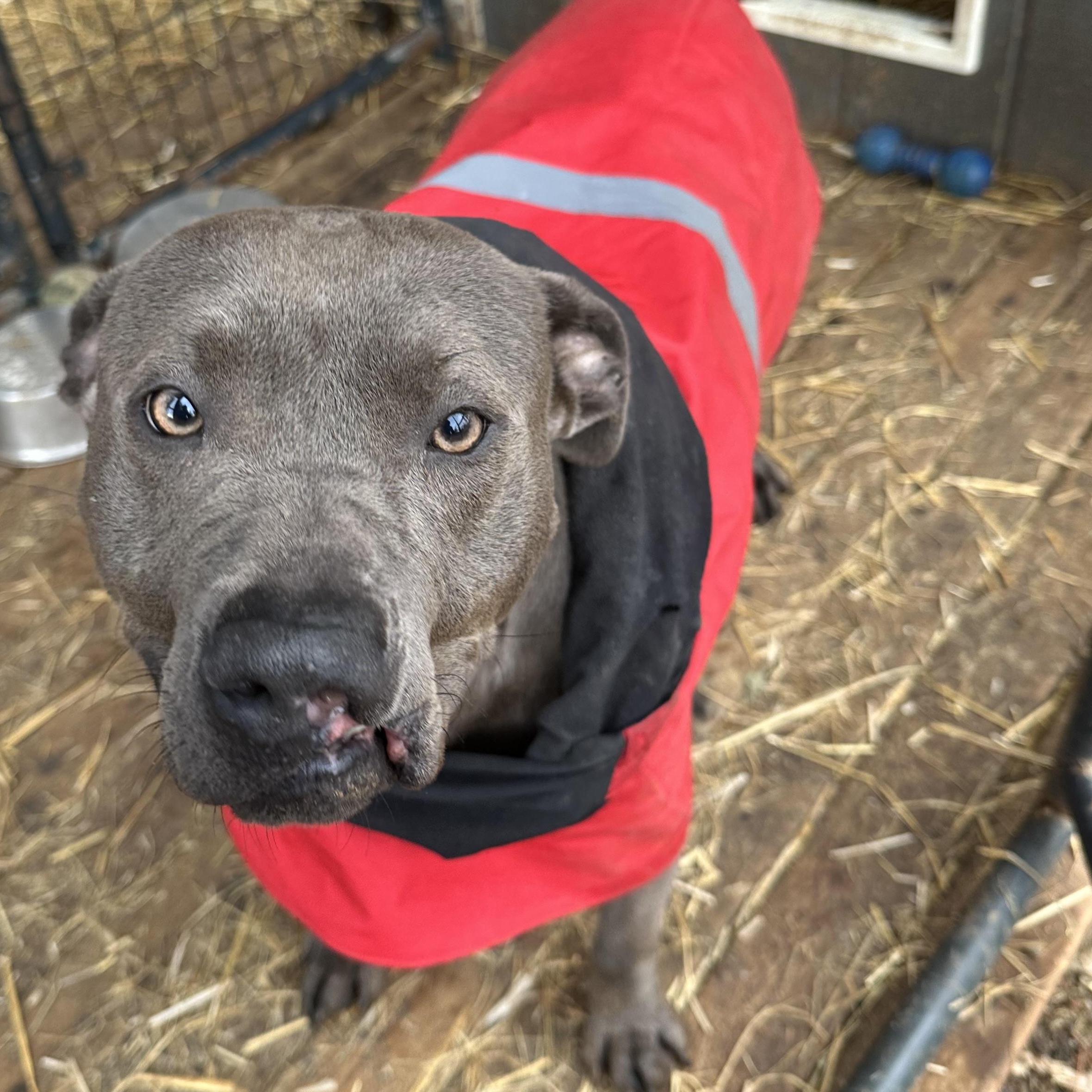 Dog for adoption - Winnie, a Pit Bull Terrier Mix in Oakland, CA ...