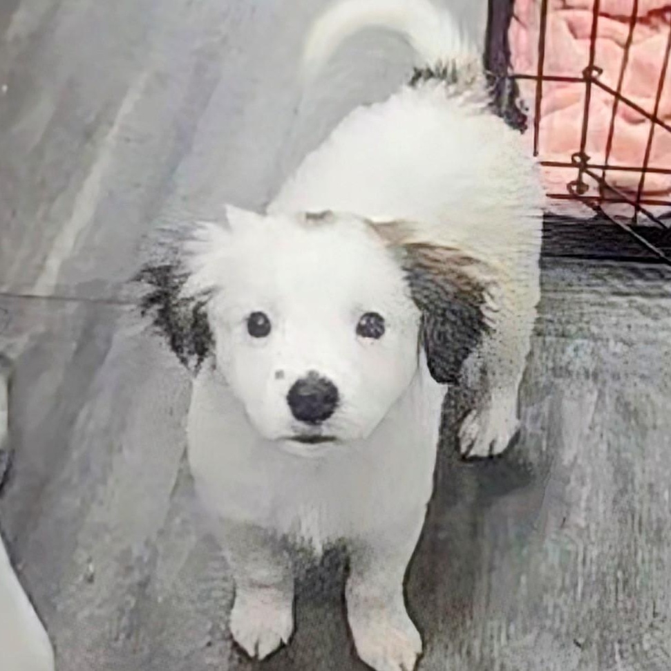 Dog for adoption - Parker, a Terrier & Chihuahua Mix in Appleton, WI ...