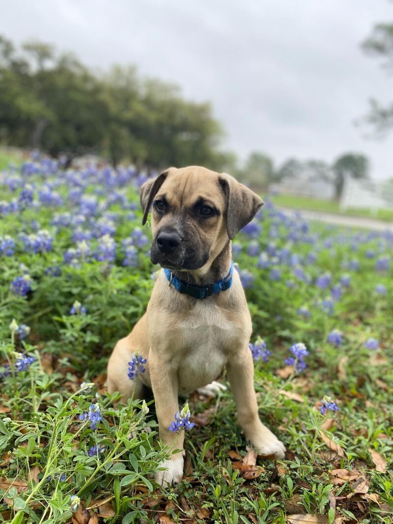Dog for adoption - Teddy Valentine , a Labrador Retriever & American ...