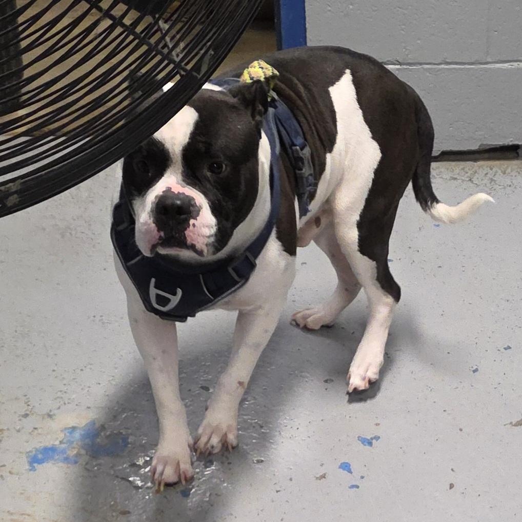 Dog for adoption - OREO, an American Bulldog & Boston Terrier Mix in ...