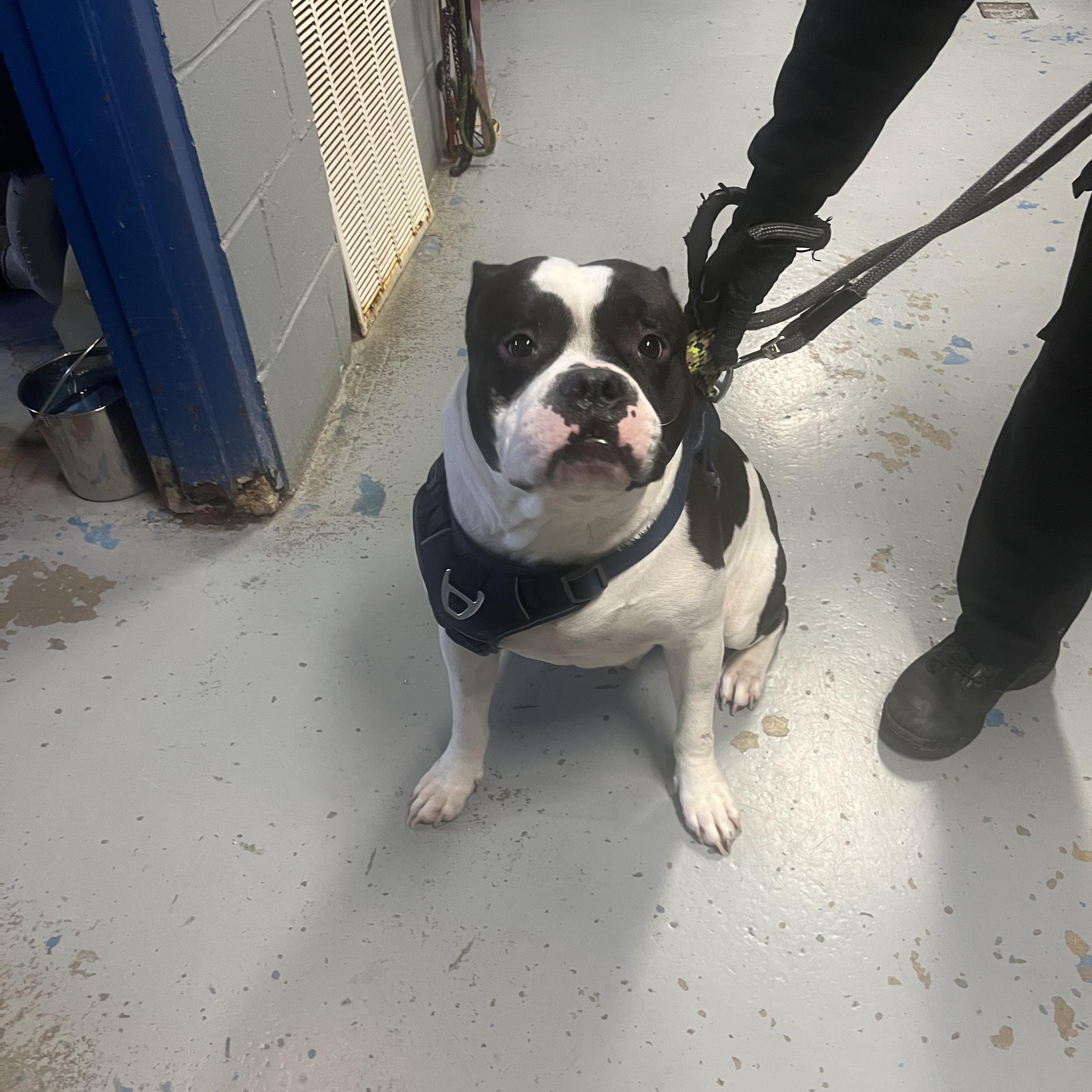 Dog for adoption - OREO, an American Bulldog & Boston Terrier Mix in ...
