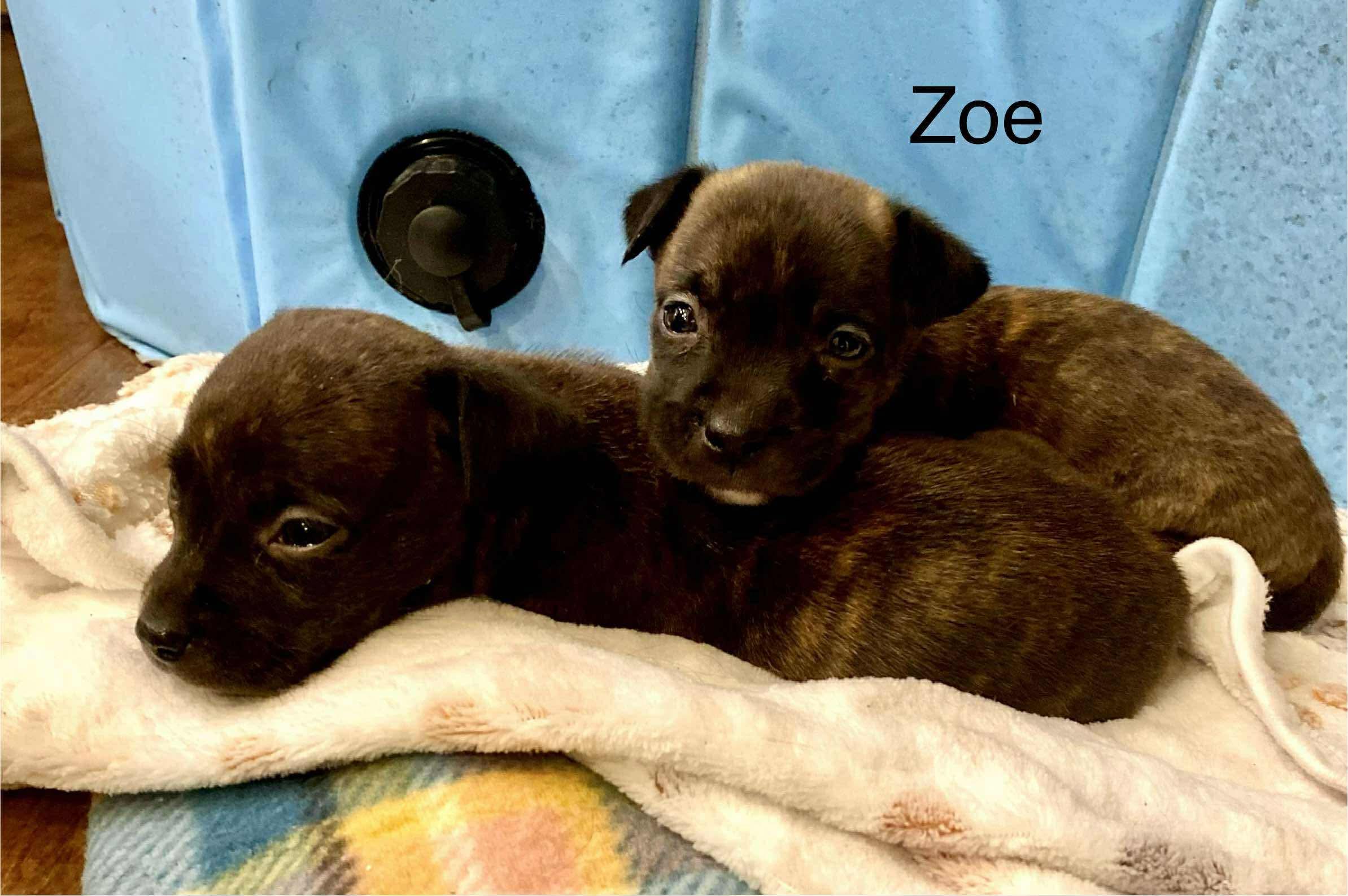 Zoe - Adoptable Pet | Petfinder | Petfinder