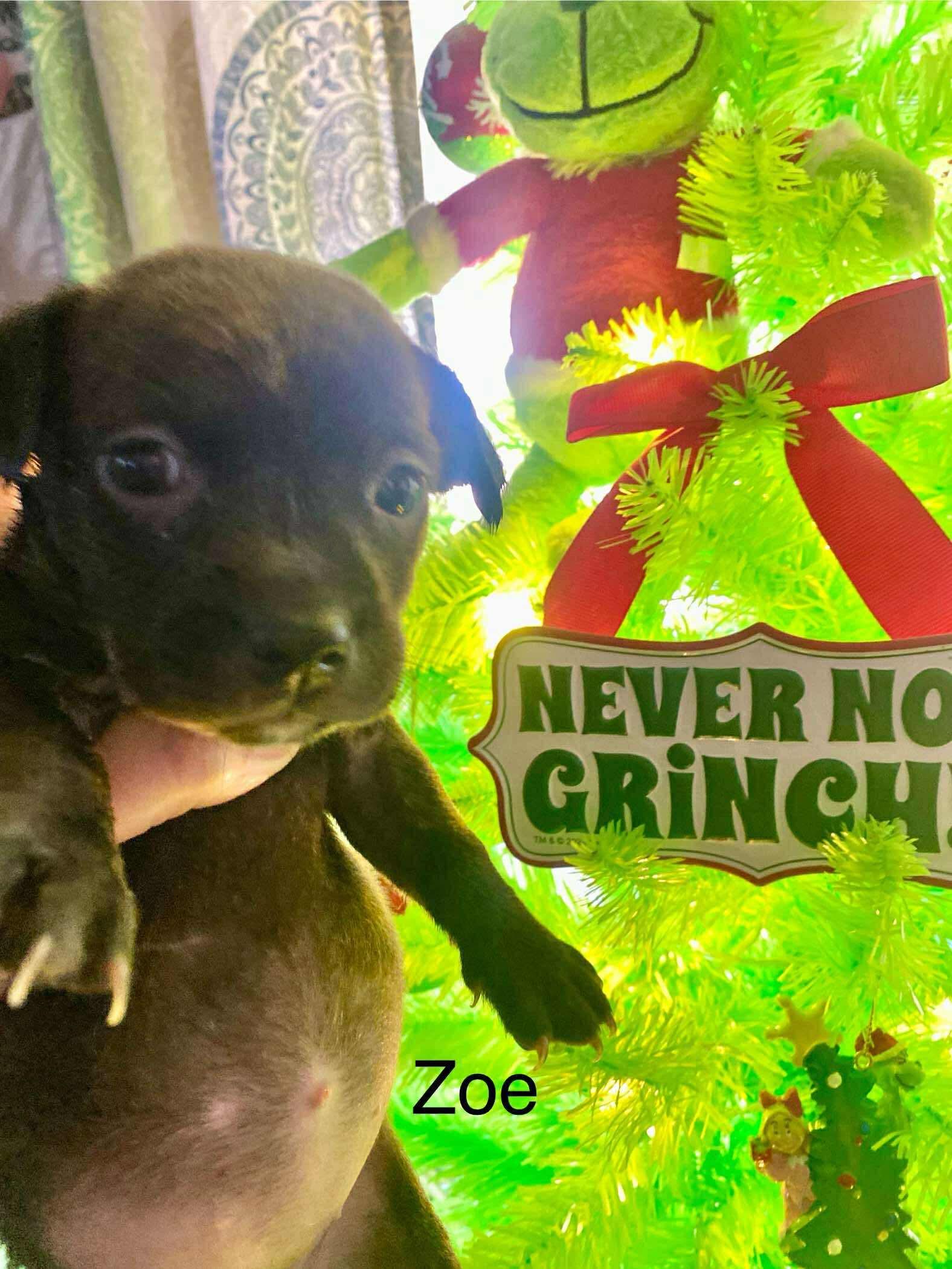 Zoe - Adoptable Pet | Petfinder | Petfinder