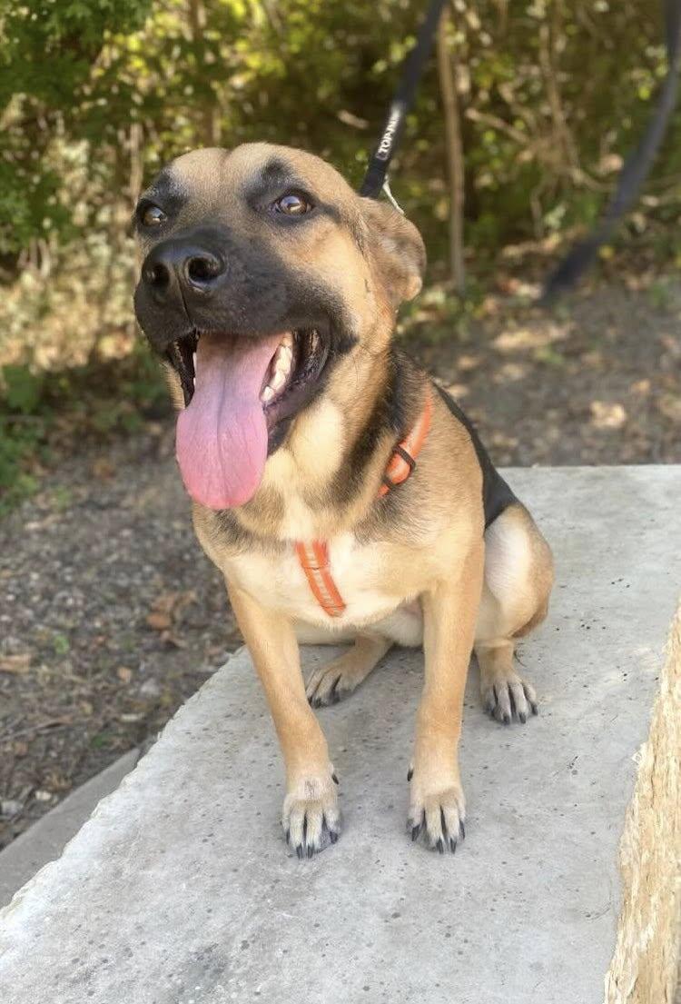 Dog for adoption - Samantha, a German Shepherd Dog Mix in Spokane, WA ...