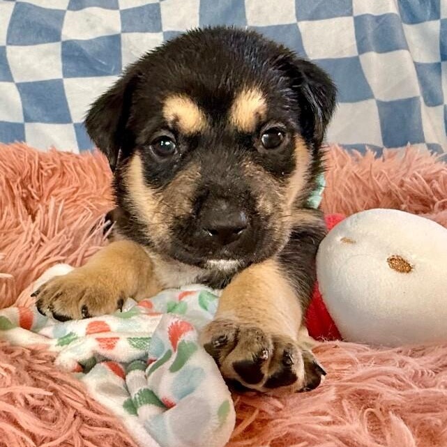 Dog for adoption - Raphaello, a German Shepherd Dog & Labrador ...