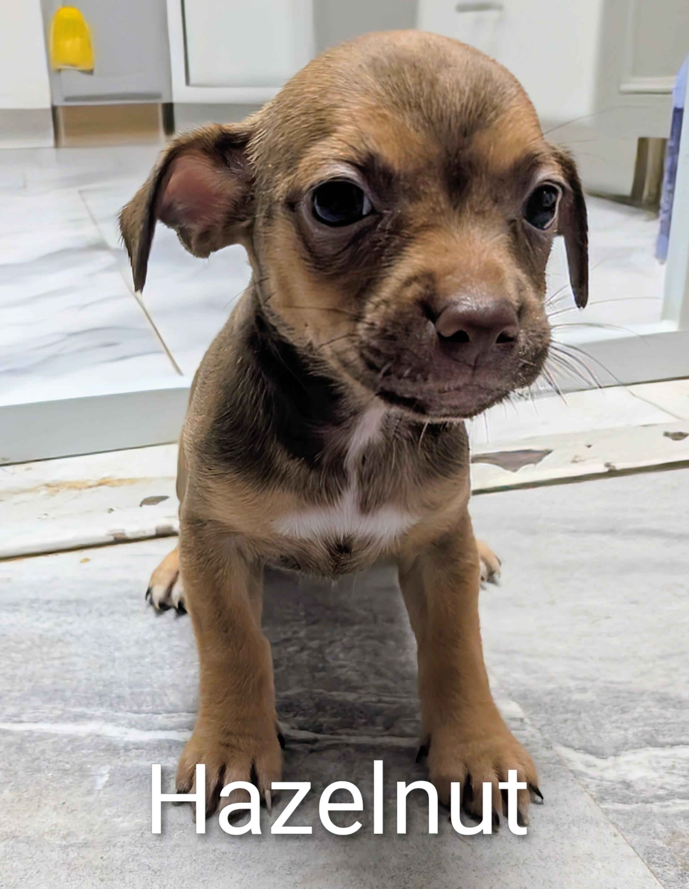 Dog for adoption - Hazelnut, a Chihuahua in Saint David, AZ | Petfinder