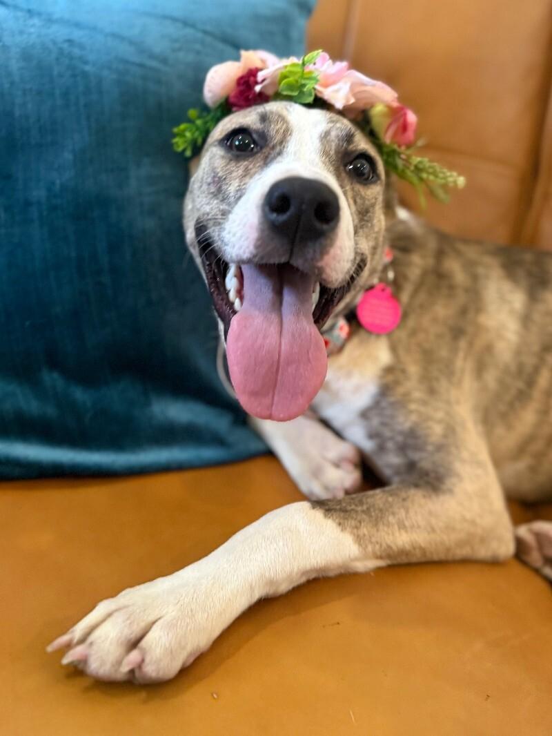 Dog for adoption - Xyla the Confident Little Lady, a Pit Bull Terrier ...
