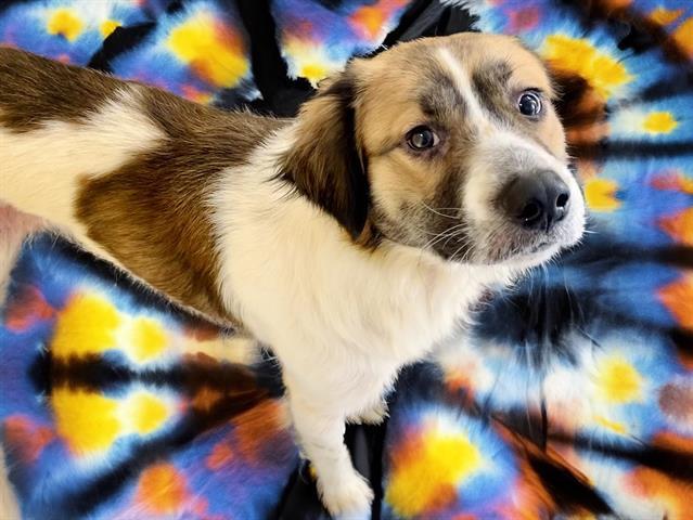 Dog for adoption - Brock, a Border Collie Mix in Erie, PA | Petfinder