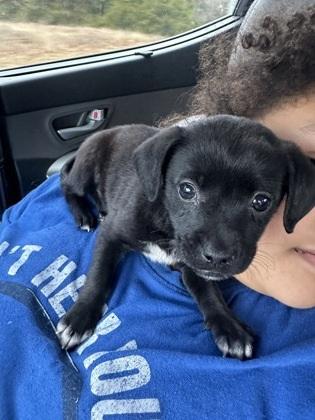 Dog for adoption - Tella, a Retriever Mix in Seattle, WA | Petfinder