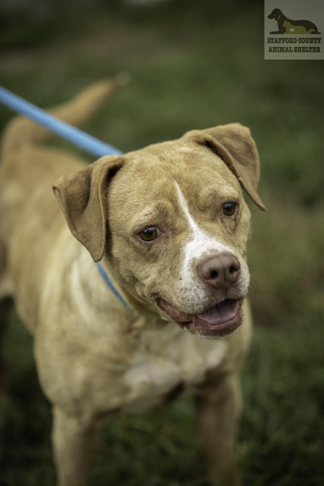 Dog for adoption - Pancake, a Staffordshire Bull Terrier Mix in ...