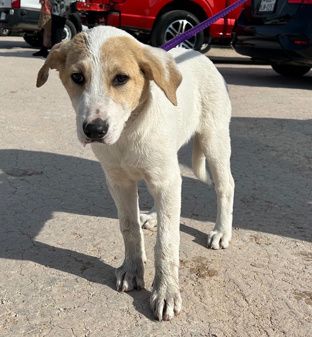 Dog for adoption - Rusty, a Labrador Retriever Mix in Scarsdale, NY ...