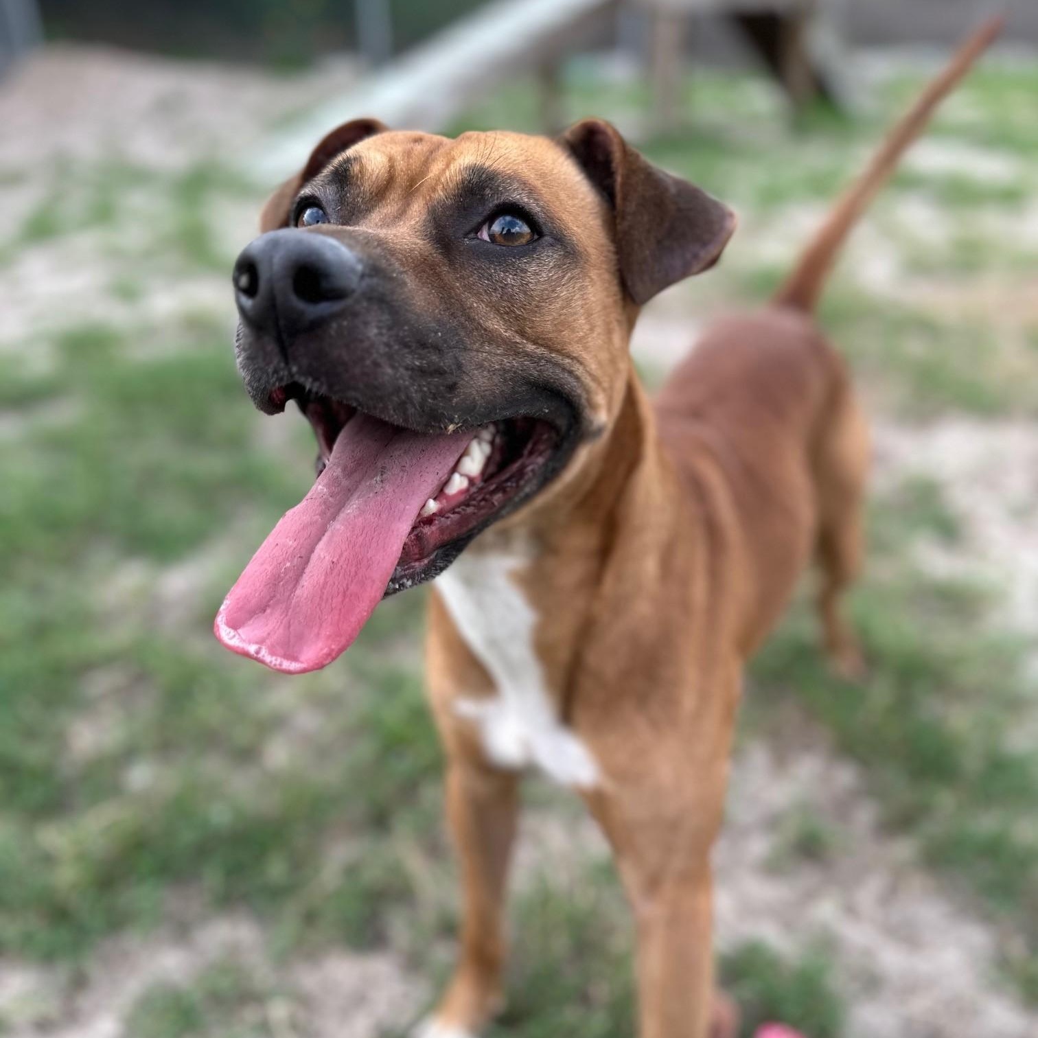 Dog for adoption - Ronan -Loving, Friendly, Affectionate & Great w/dogs ...