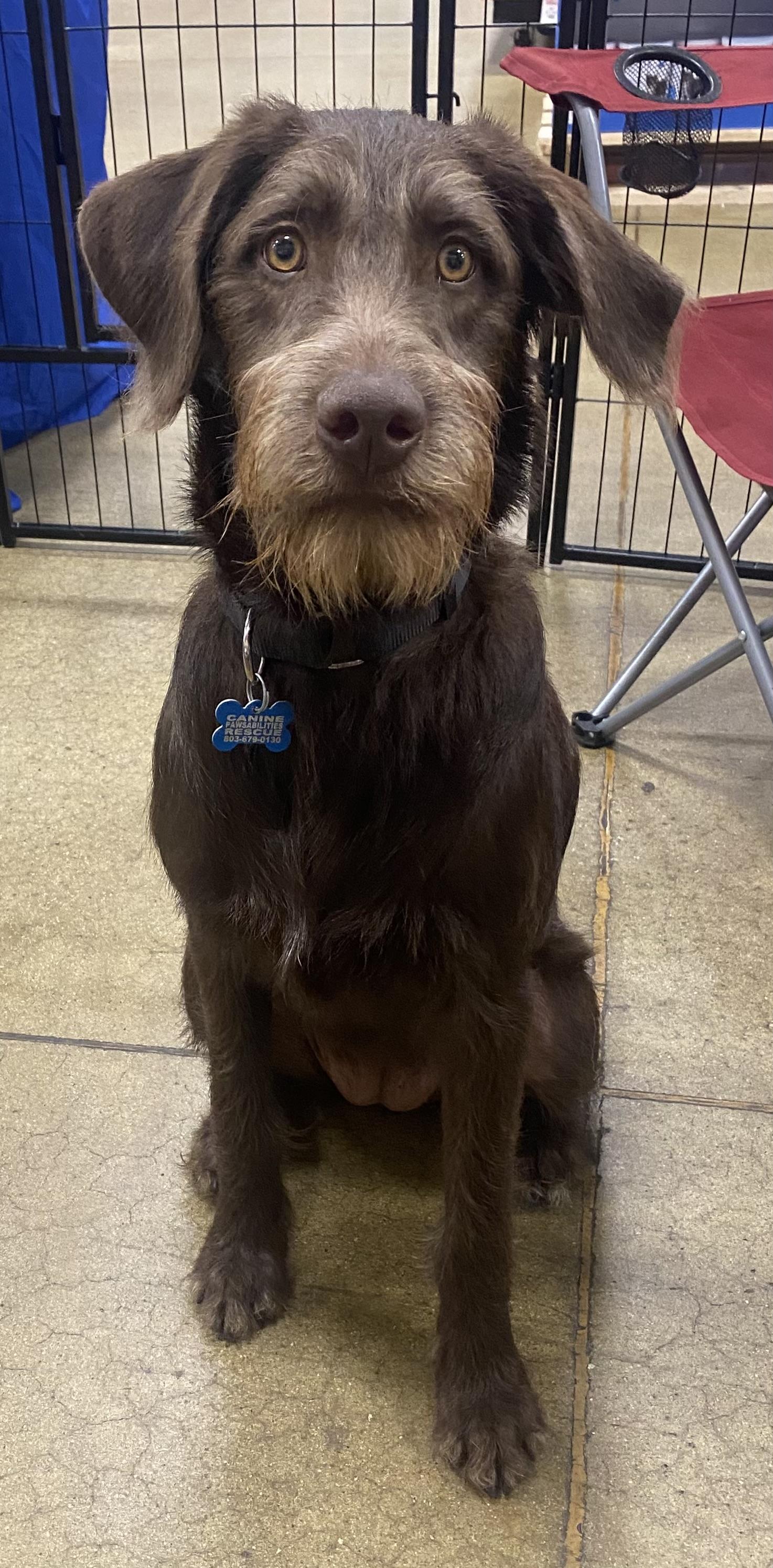 Dog for adoption - Koa, a Siberian Husky & Labradoodle Mix in ...