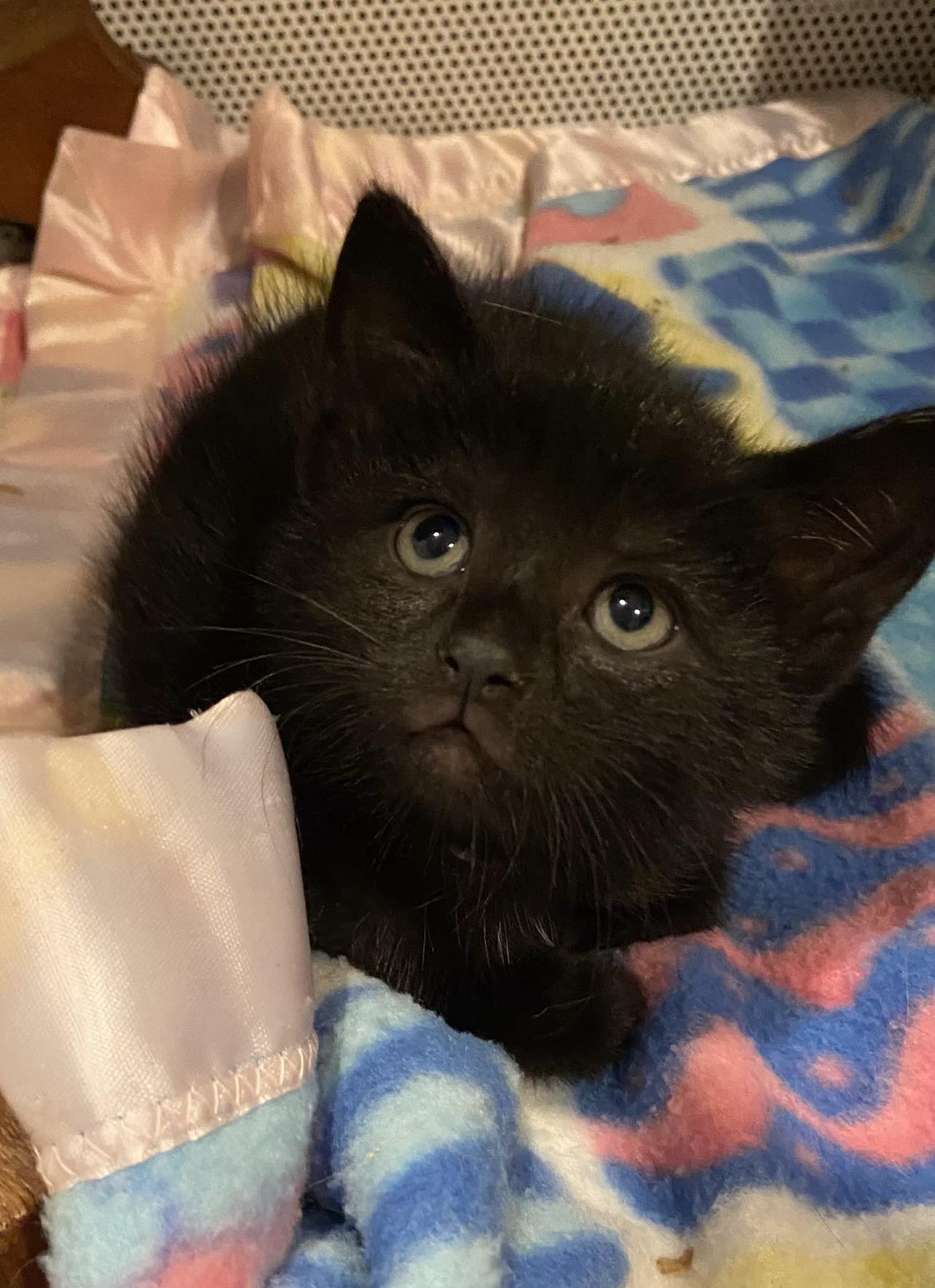 Our Cats – Westfield Homeless Cat Project