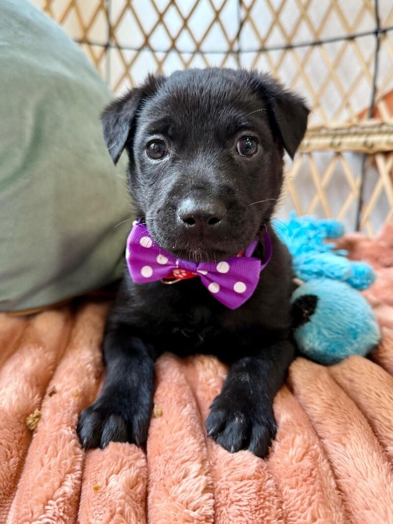 Dog for adoption - Soda Pop Outsider, a Black Labrador Retriever ...