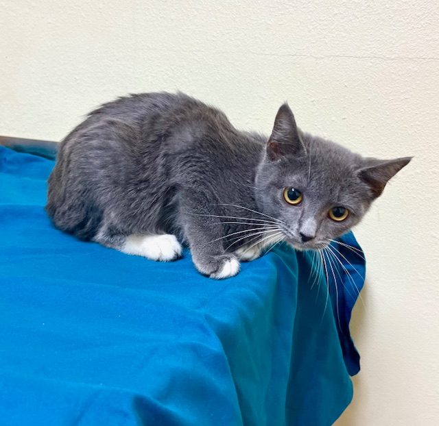 Cat for adoption - Corduroy, a Manx Mix in Oakland, NJ | Petfinder