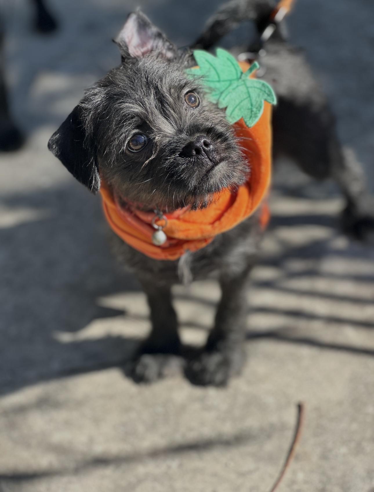 Dog for adoption - Monkey, a Pug & Yorkshire Terrier Mix in Branson, MO ...