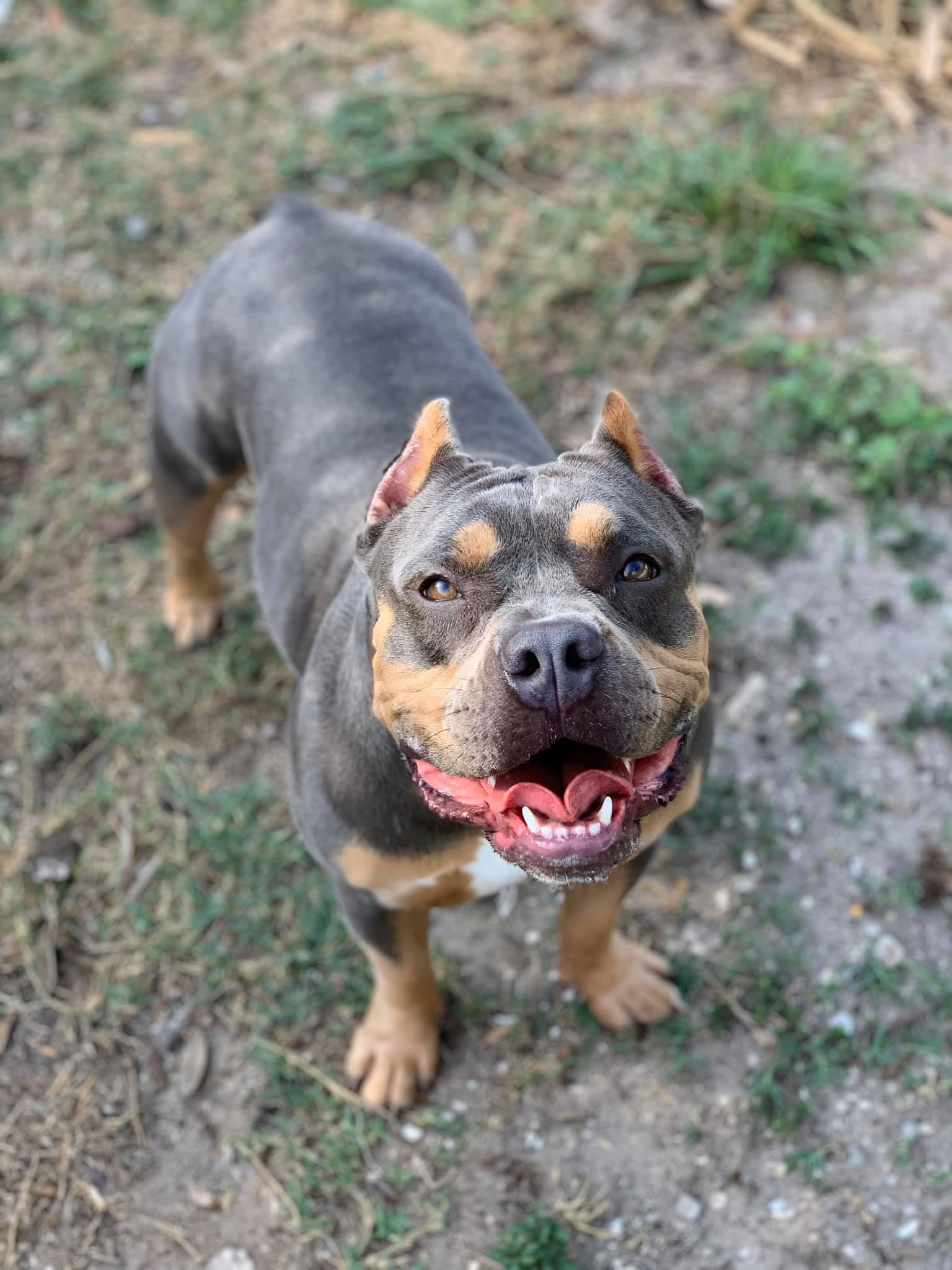 Dog for adoption - Gracie, an American Bully in Deltona, FL | Petfinder