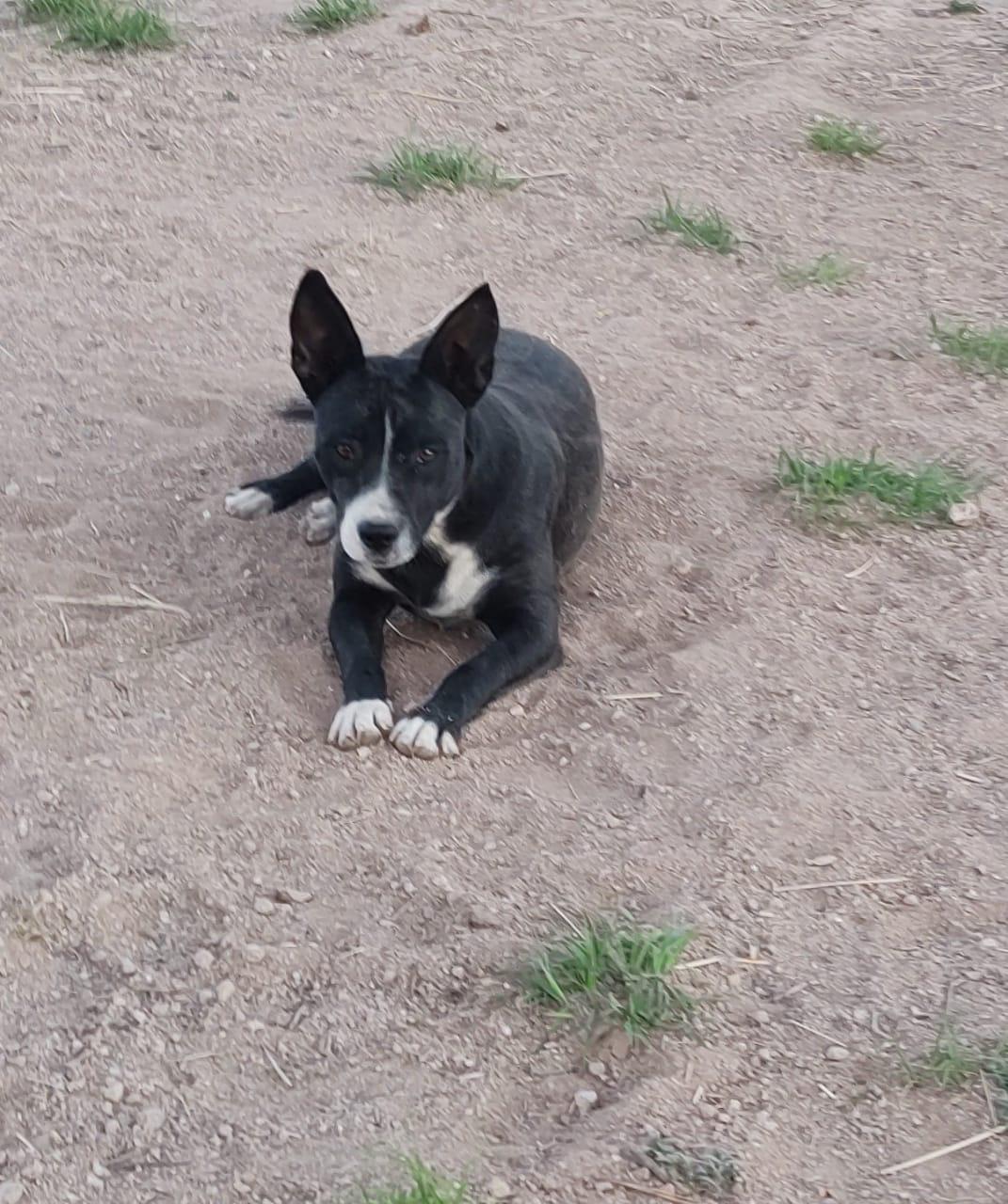 Dog for adoption - TRISH, a Basenji in Nogales, SON | Petfinder