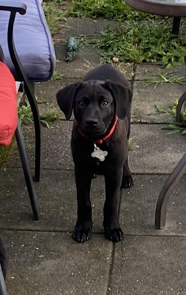 Dog for adoption - Pluto (D1979), a Black Labrador Retriever Mix in ...