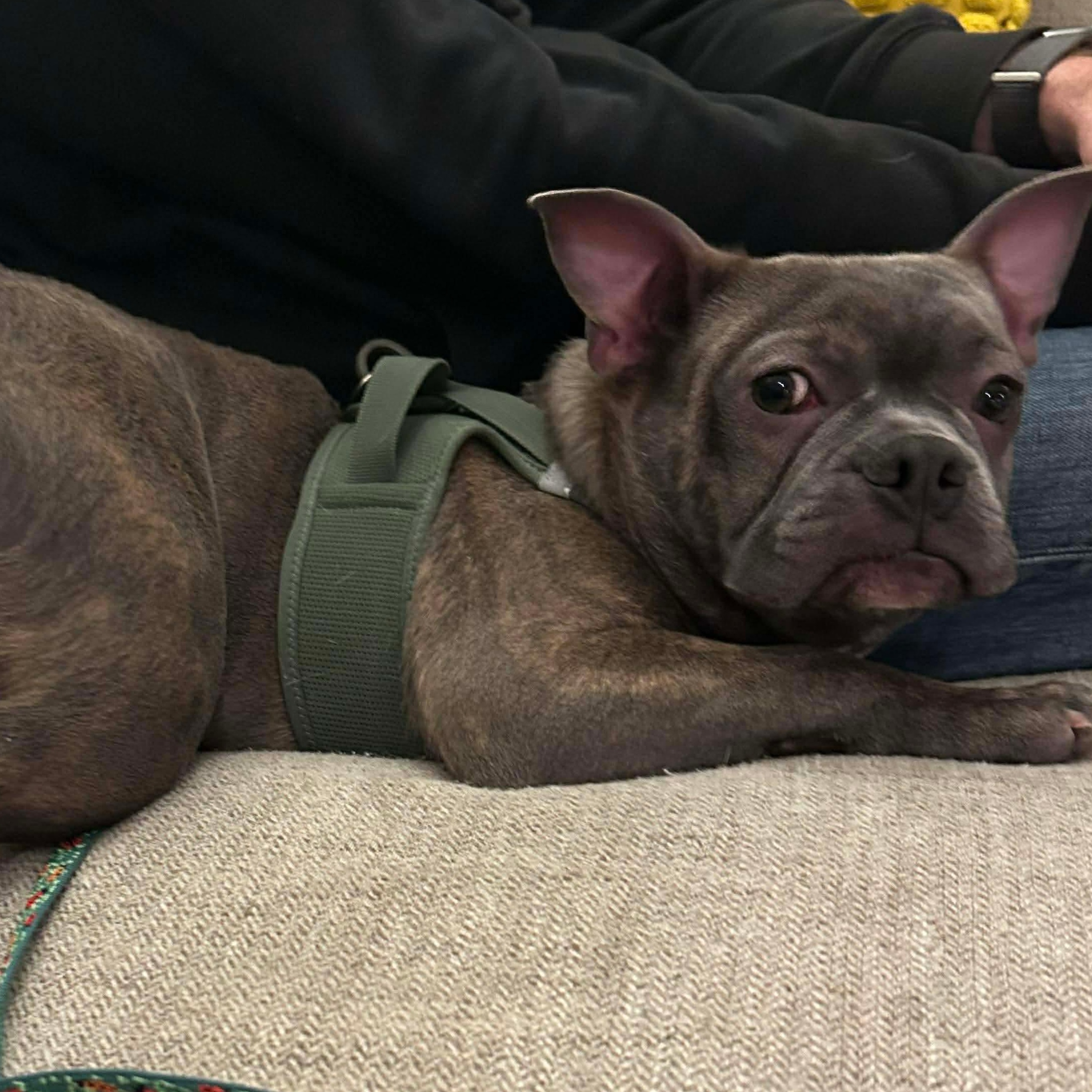 Carter - Adoptable Pet | Petfinder | Petfinder