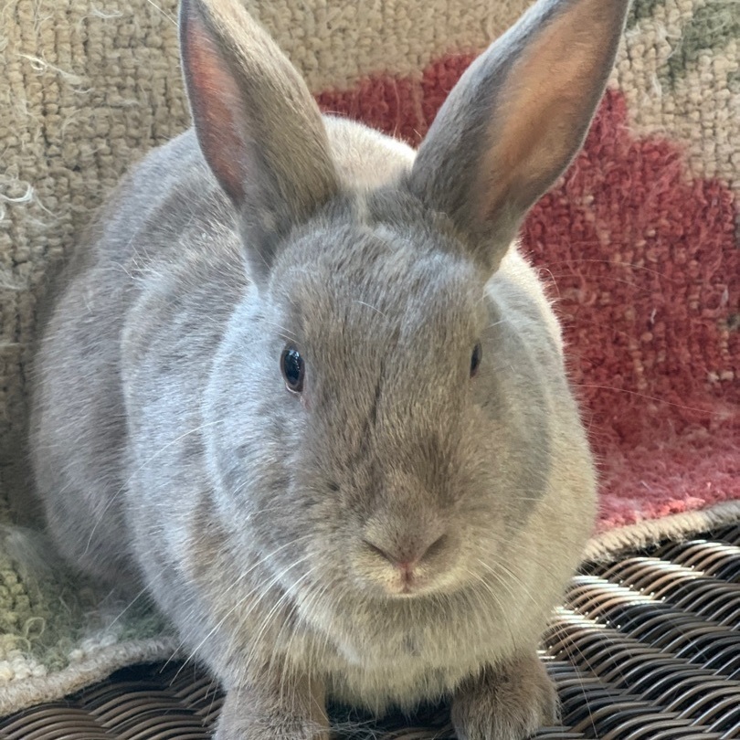 Rabbit for adoption - Jackie, a Dwarf in Turnersville, NJ | Petfinder