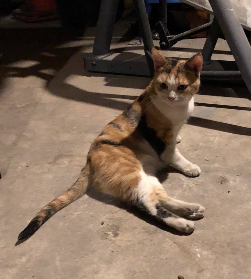 Cat for adoption - Coco, a Calico & Domestic Short Hair Mix in North ...