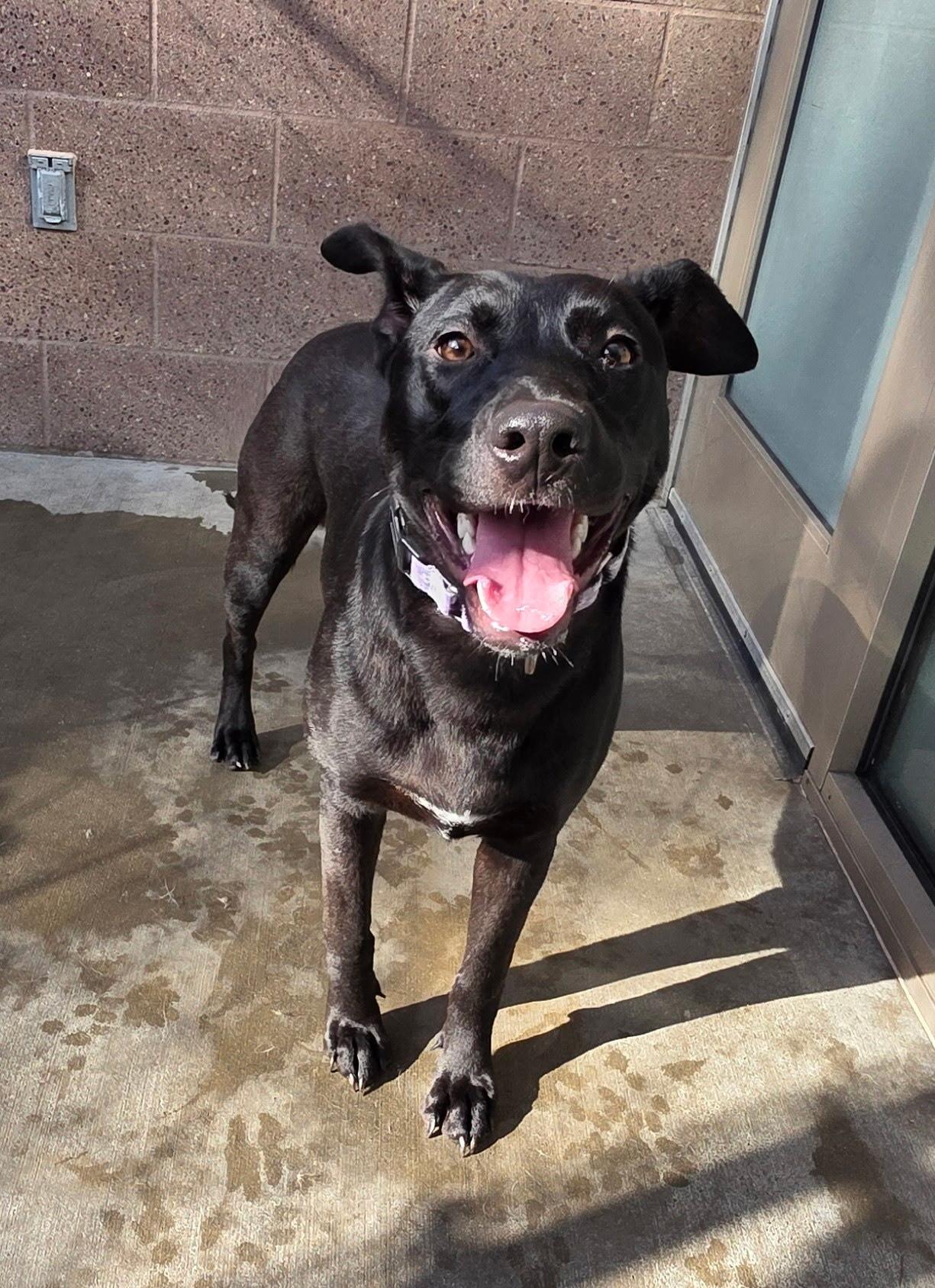 Dog for adoption - Jelly, a Black Labrador Retriever in Coronado, CA | Petfinder