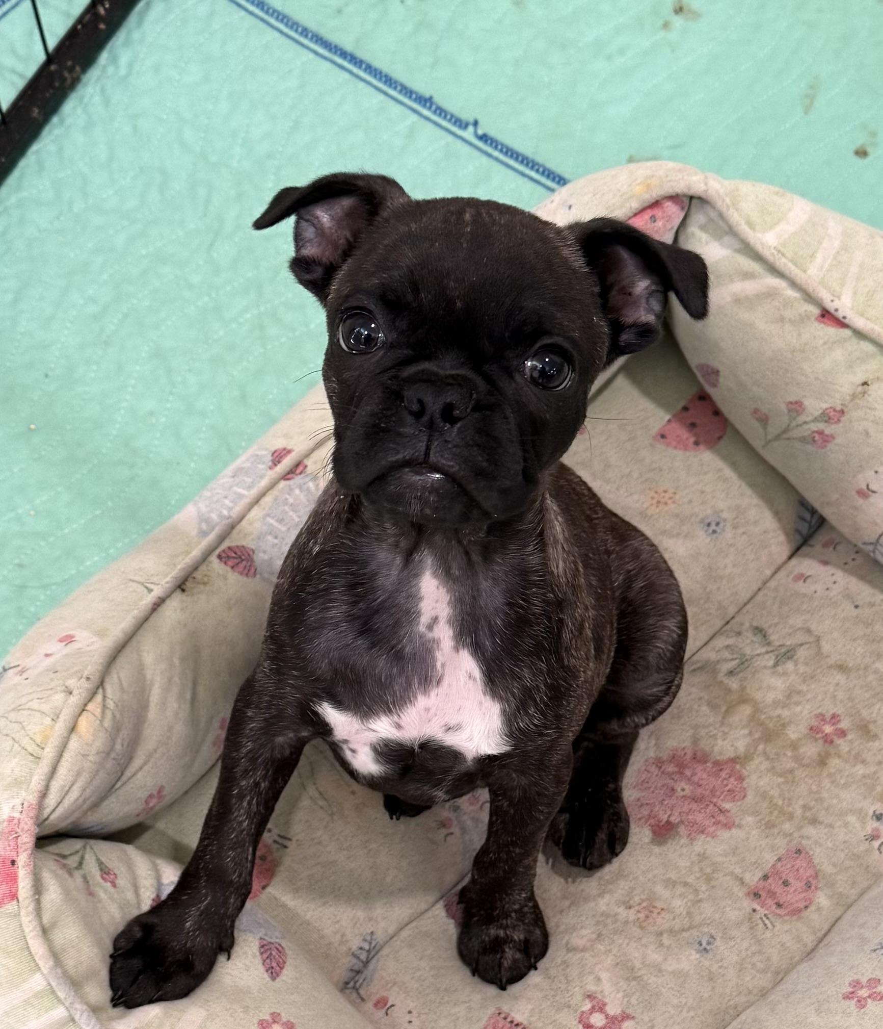 Dog for adoption - Cosmo, a French Bulldog & Pug Mix in Copiague, NY ...