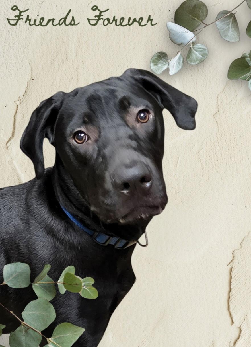 Dog for adoption - Vincent, a Black Labrador Retriever Mix in Horn Lake ...
