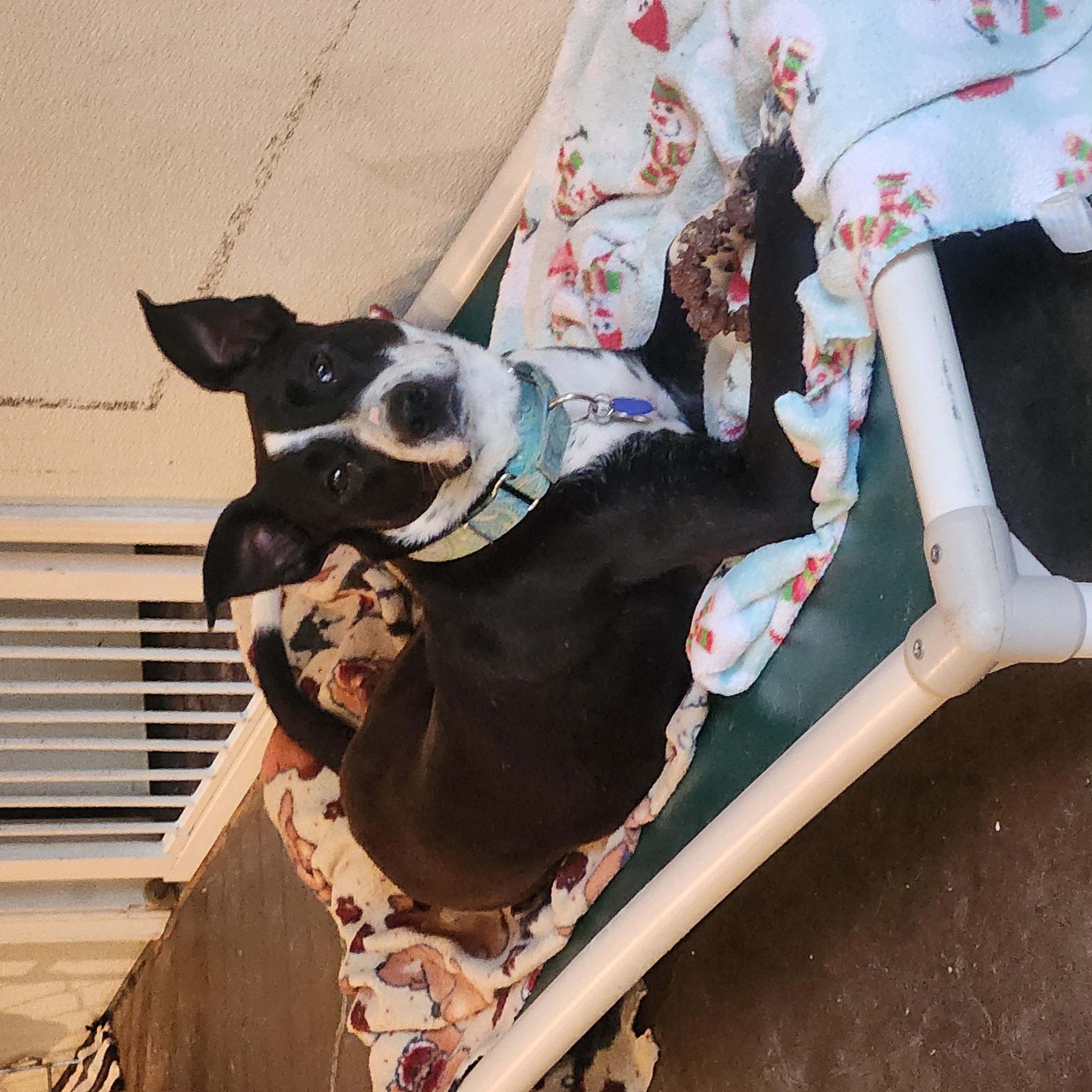 North Meck Animal Rescue
