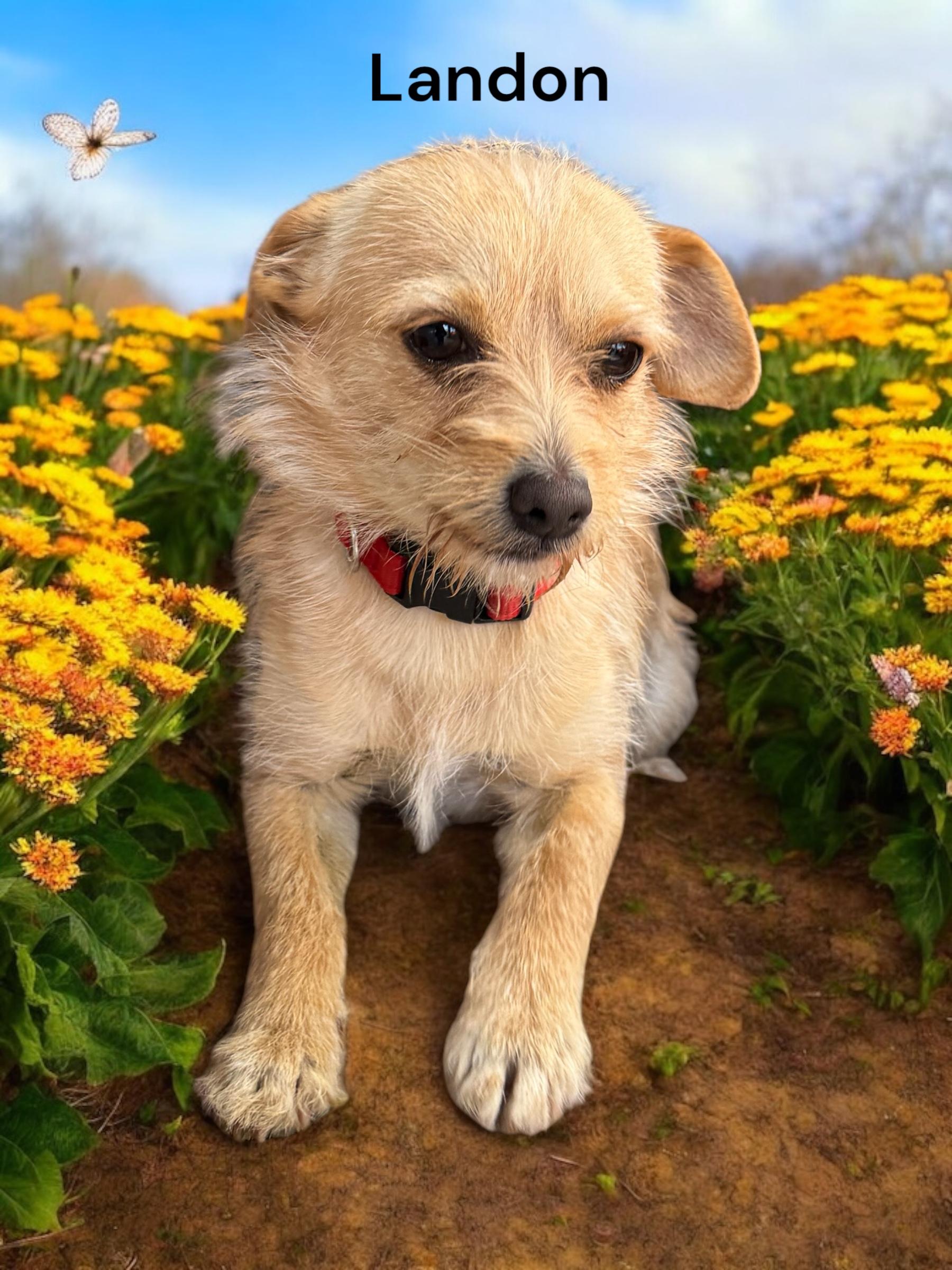 Dog for adoption - Landon, a Terrier in Joppatowne, MD | Petfinder