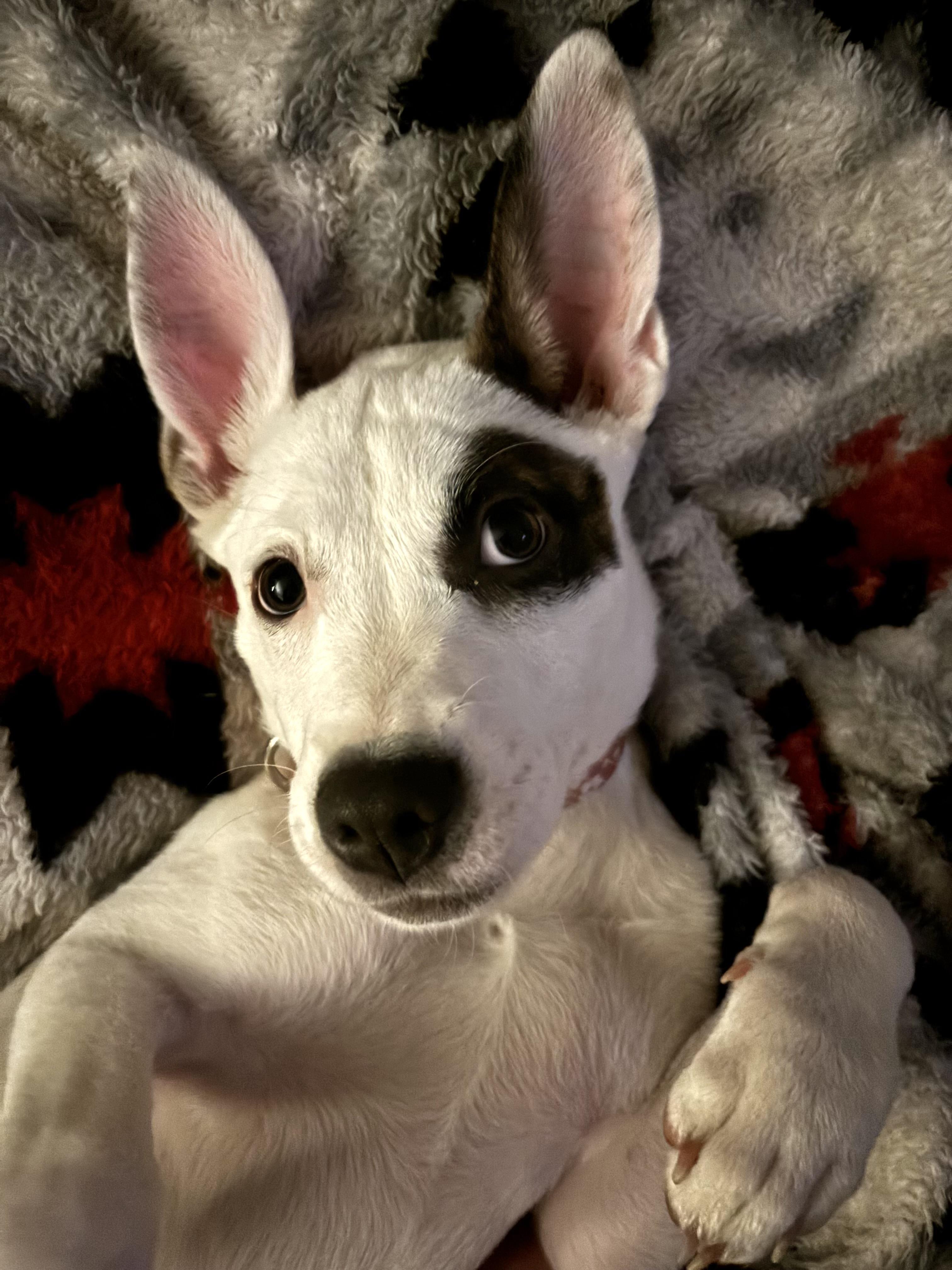 Dog for adoption - Eileen the Tripod!, a Terrier Mix in Harrisburg, PA ...