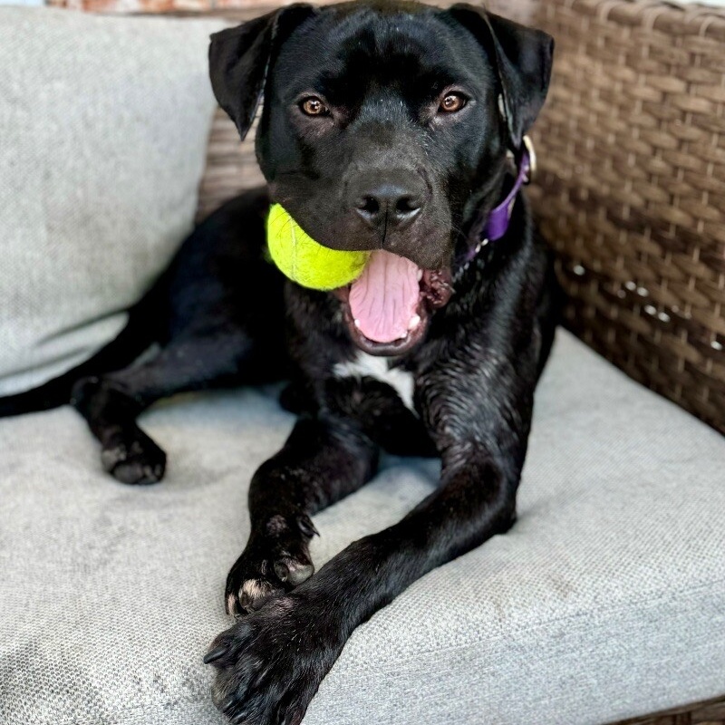 Dog for adoption - Derrick Ark Dreamy Puppy, a Pit Bull Terrier ...