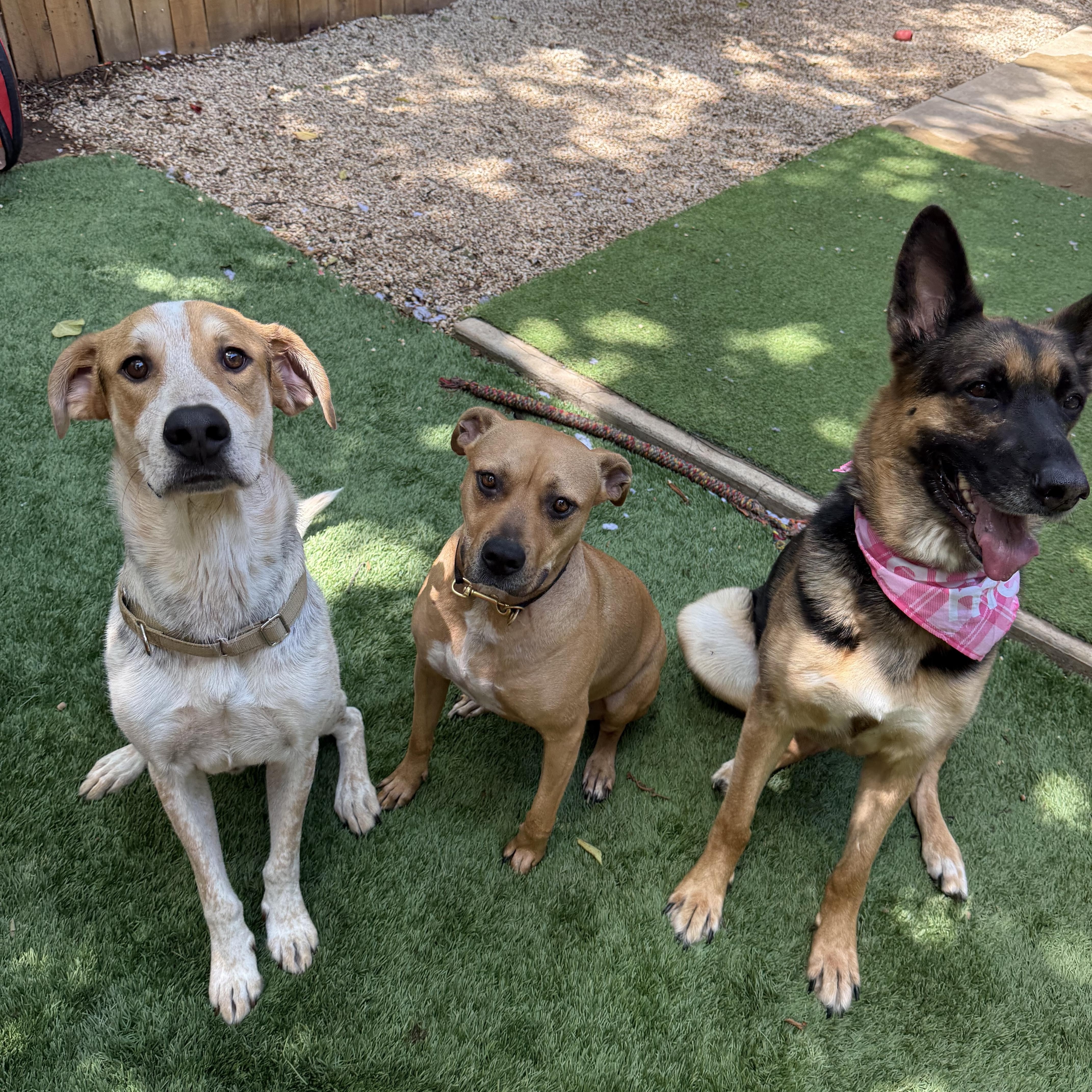 Dog for adoption - Penny, a German Shepherd Dog in Waterbury, CT ...