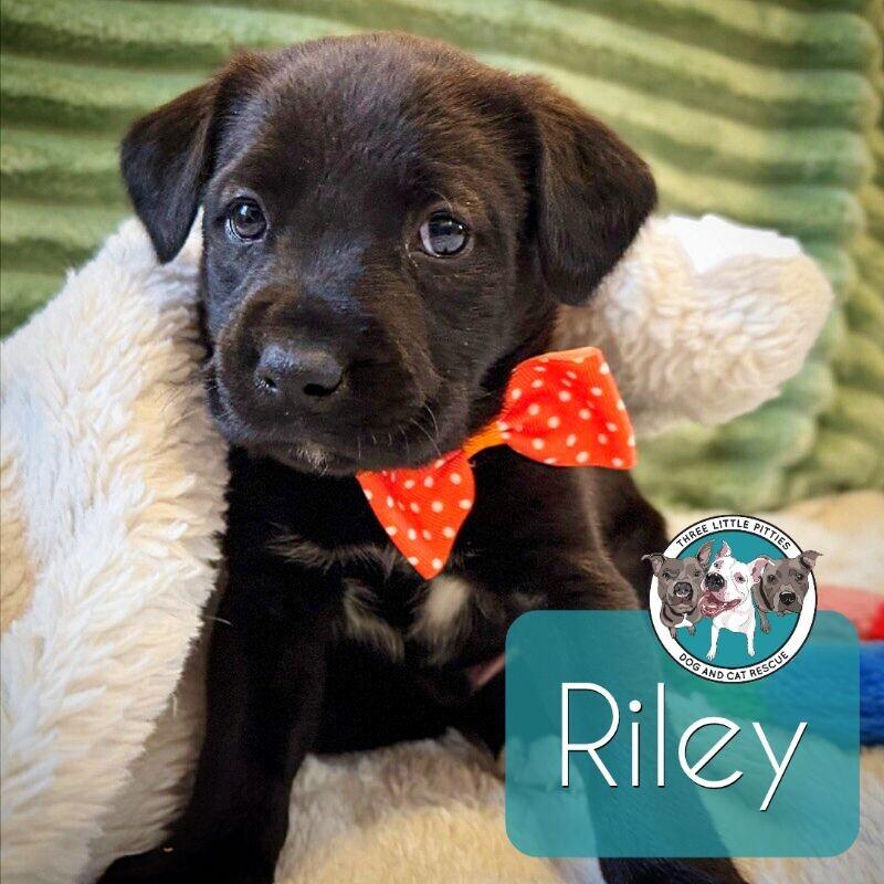 Dog for adoption - Riley Country Road, a Labrador Retriever & Pit Bull ...