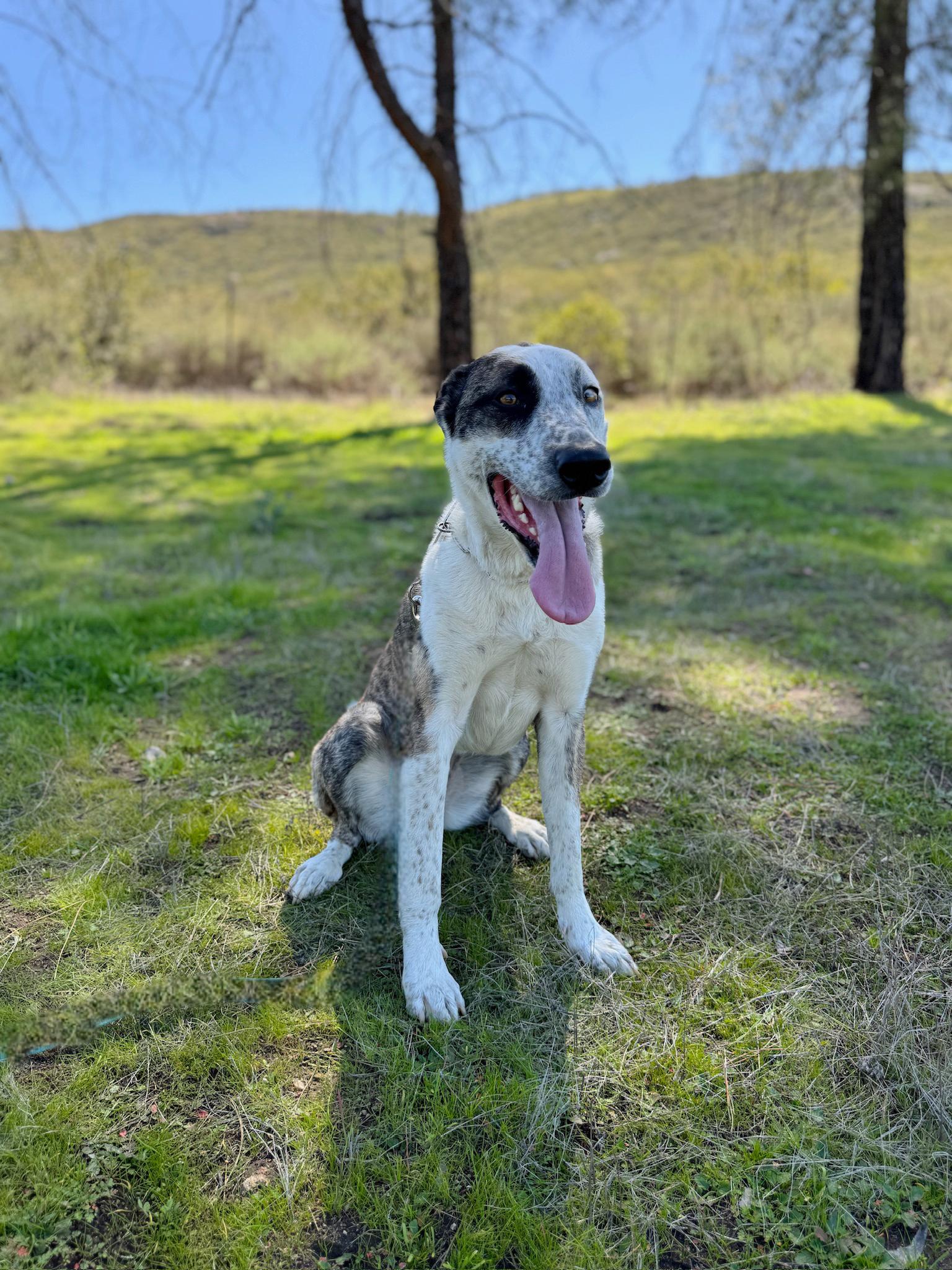Dog for adoption - Savannah, a Shepherd Mix in San Diego , CA | Petfinder