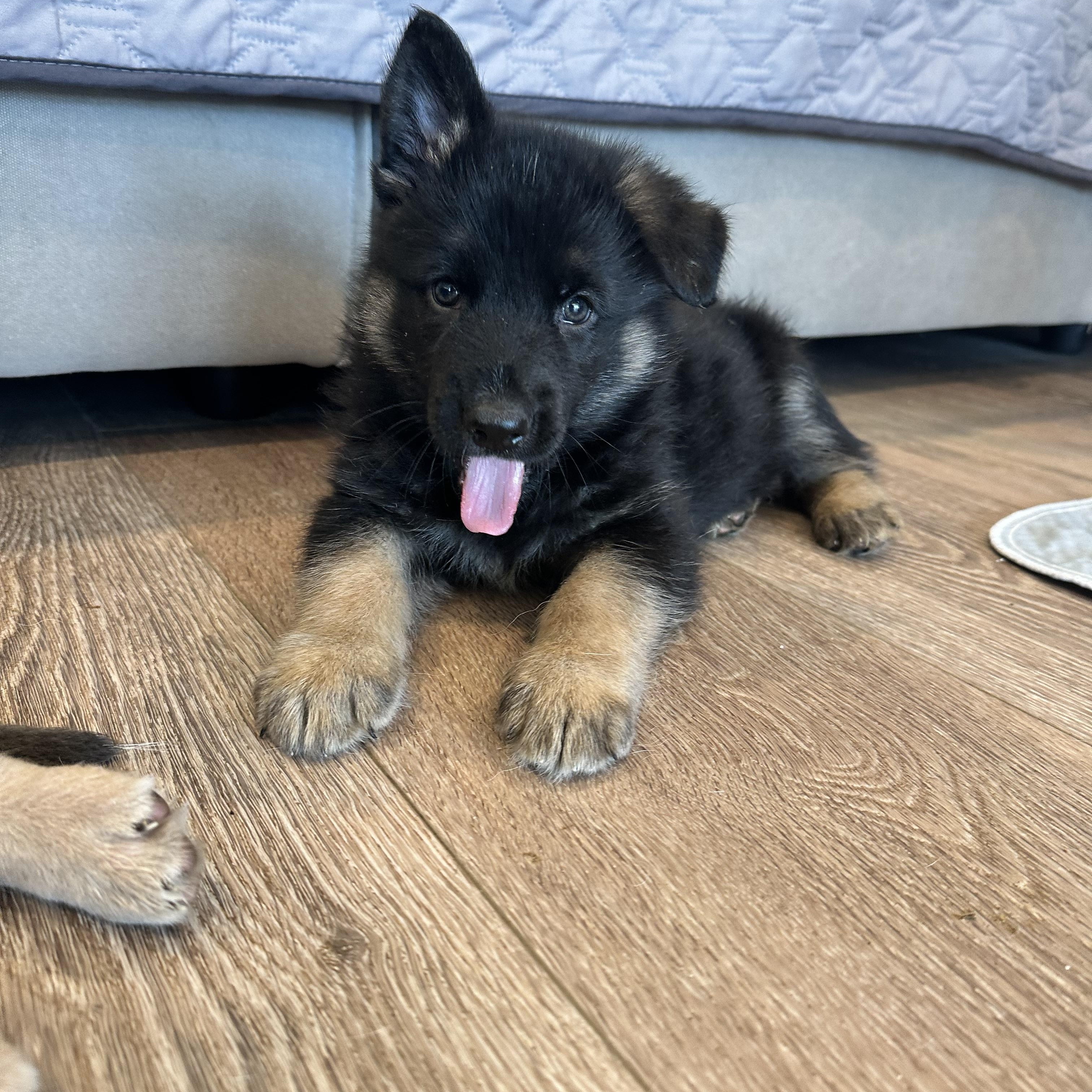 Dog for adoption - Balto, a German Shepherd Dog & Siberian Husky Mix in ...